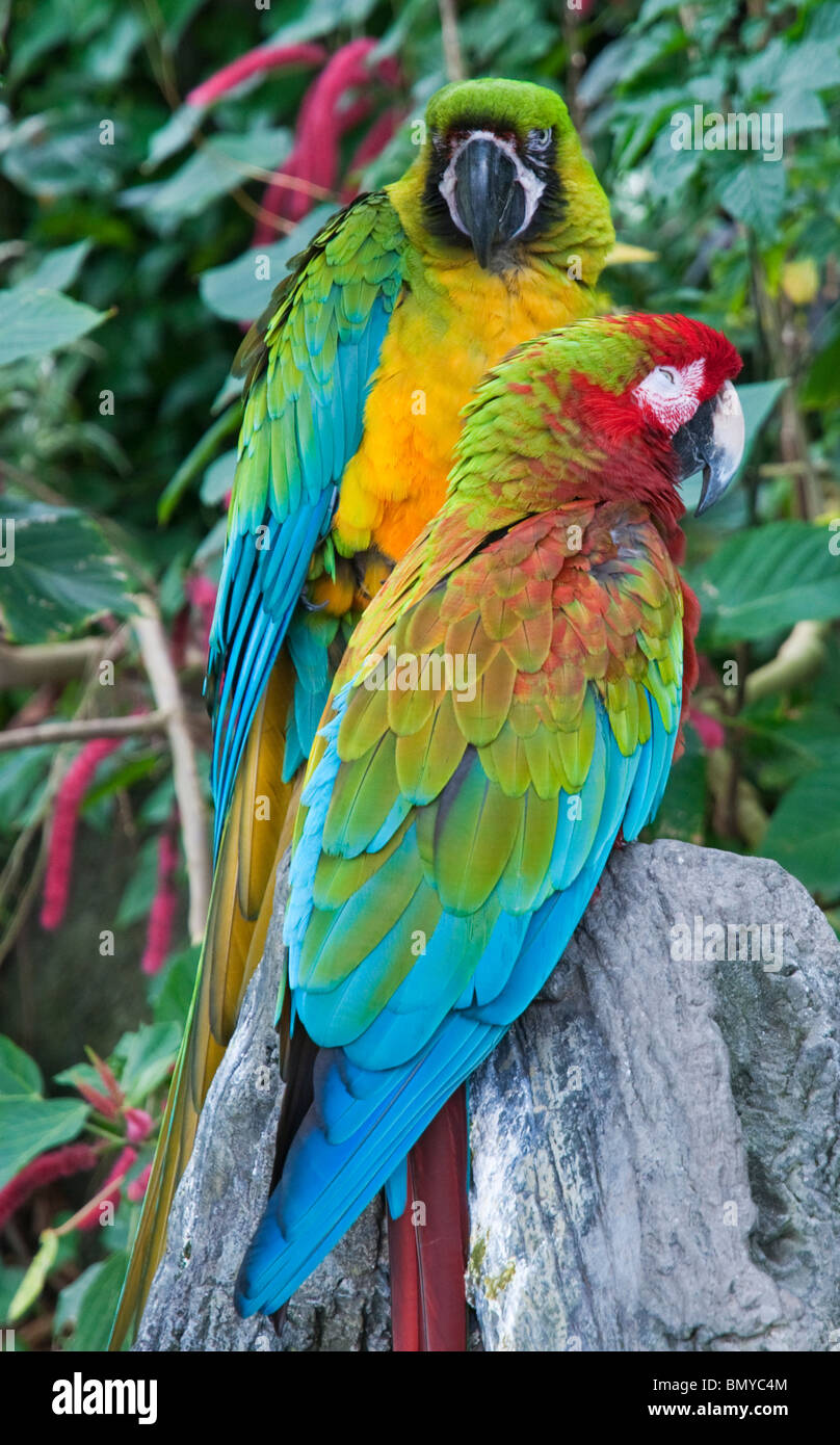 Texas, Galveston, Moody Gardens, Rainforest Pyramide, Hybrid-Ara-paar ...