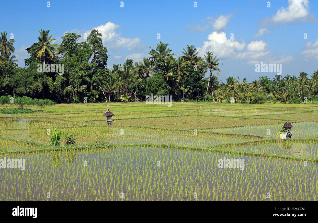 Terrassierte Reisfelder in der Nähe von Ubud, Bali, Indonesien. Viele ...
