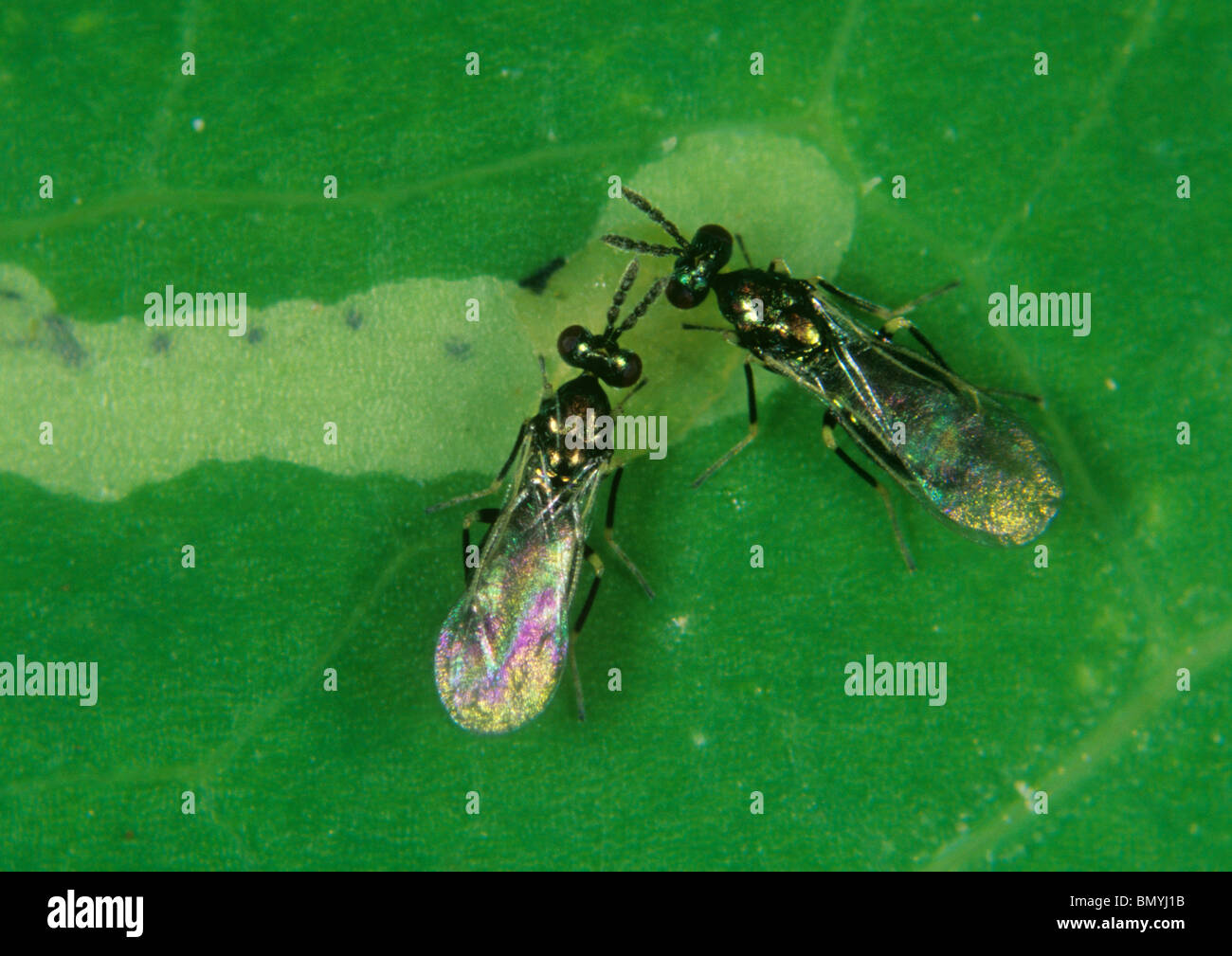 Zwei parasitoide Wespen (Diglyphus isaea) untersuchen eine ...