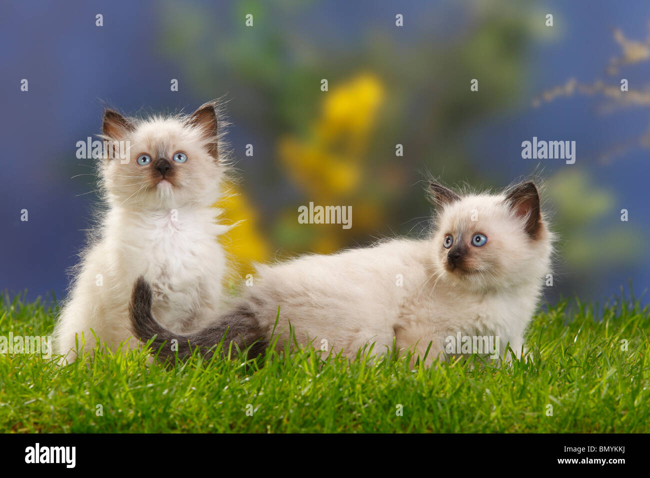 Neva Masquarade Kätzchen, 7 Wochen / Neva Masquerade, Sibirische Katze ...