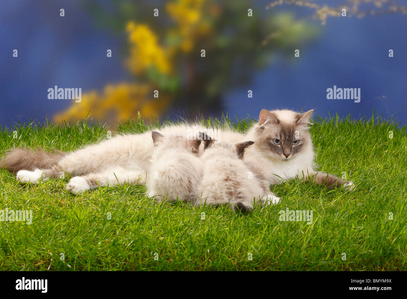 Neva Masquarade Katze mit Kätzchen, 7 Wochen / Neva Masquerade ...