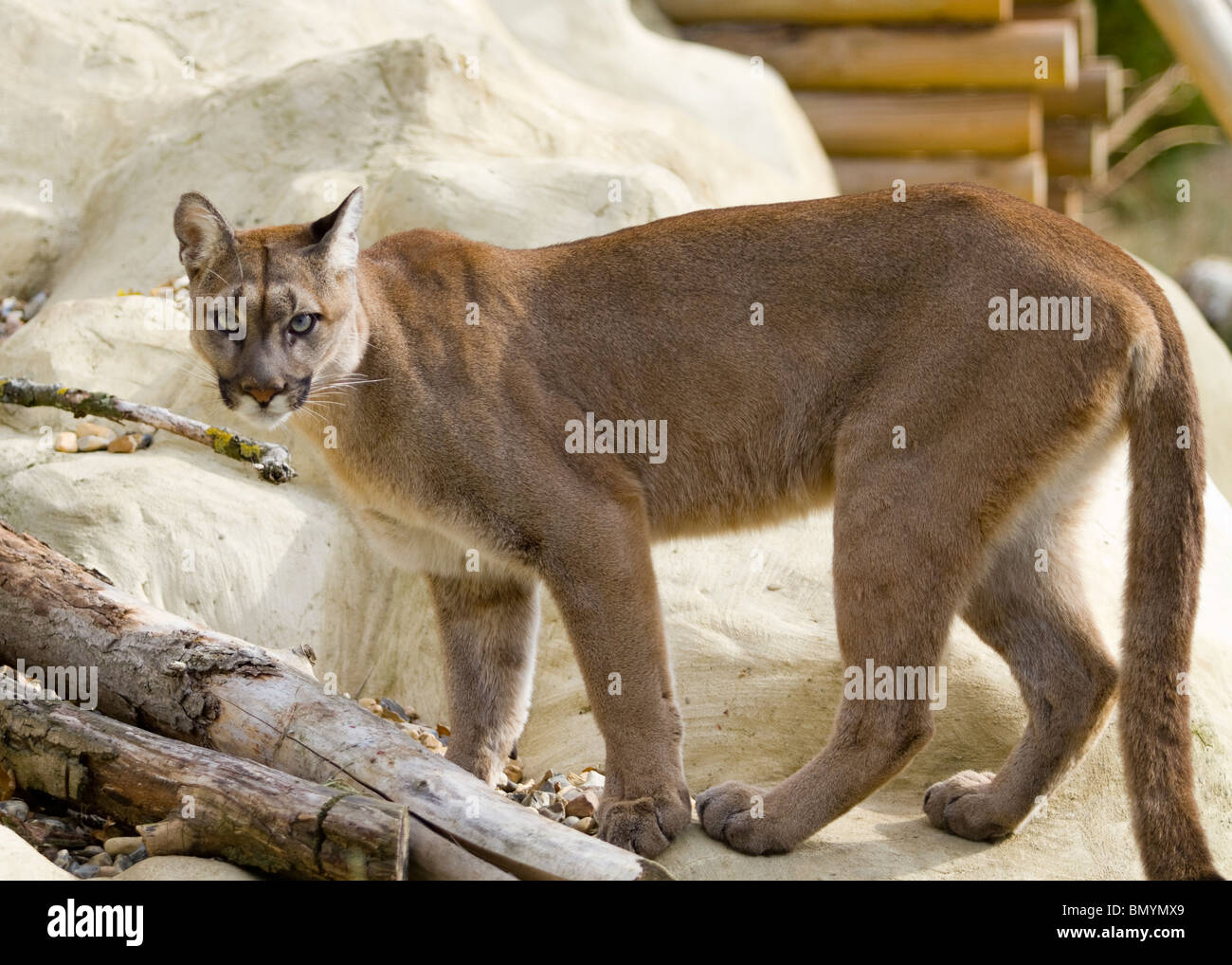 Female puma -Fotos und -Bildmaterial in hoher Auflösung – Alamy