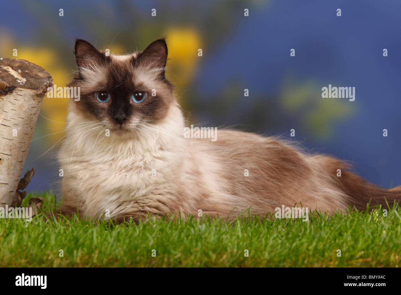 Neva Masquarade, Seal-Point / Neva Masquerade, Sibirische Katze ...