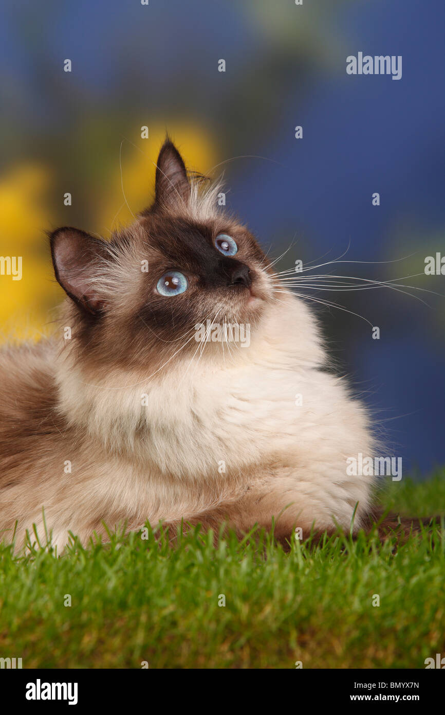 Neva Masquarade, Seal-Point / Neva Masquerade, Sibirische Katze ...