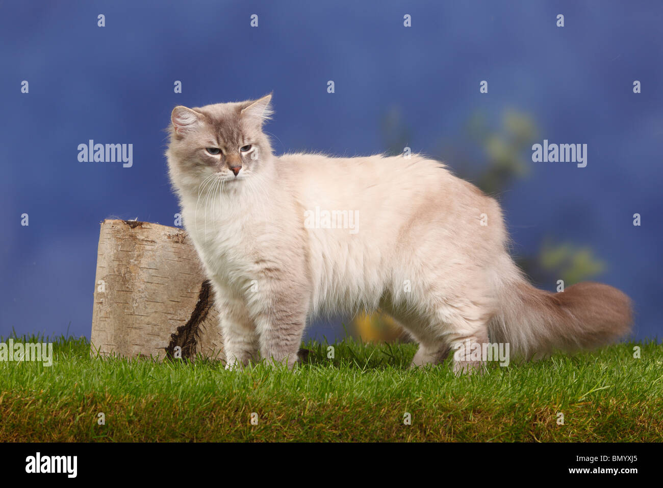 Neva Masquarade Kater, Blue-Tabby-Point / Neva Masquerade, Sibirische ...