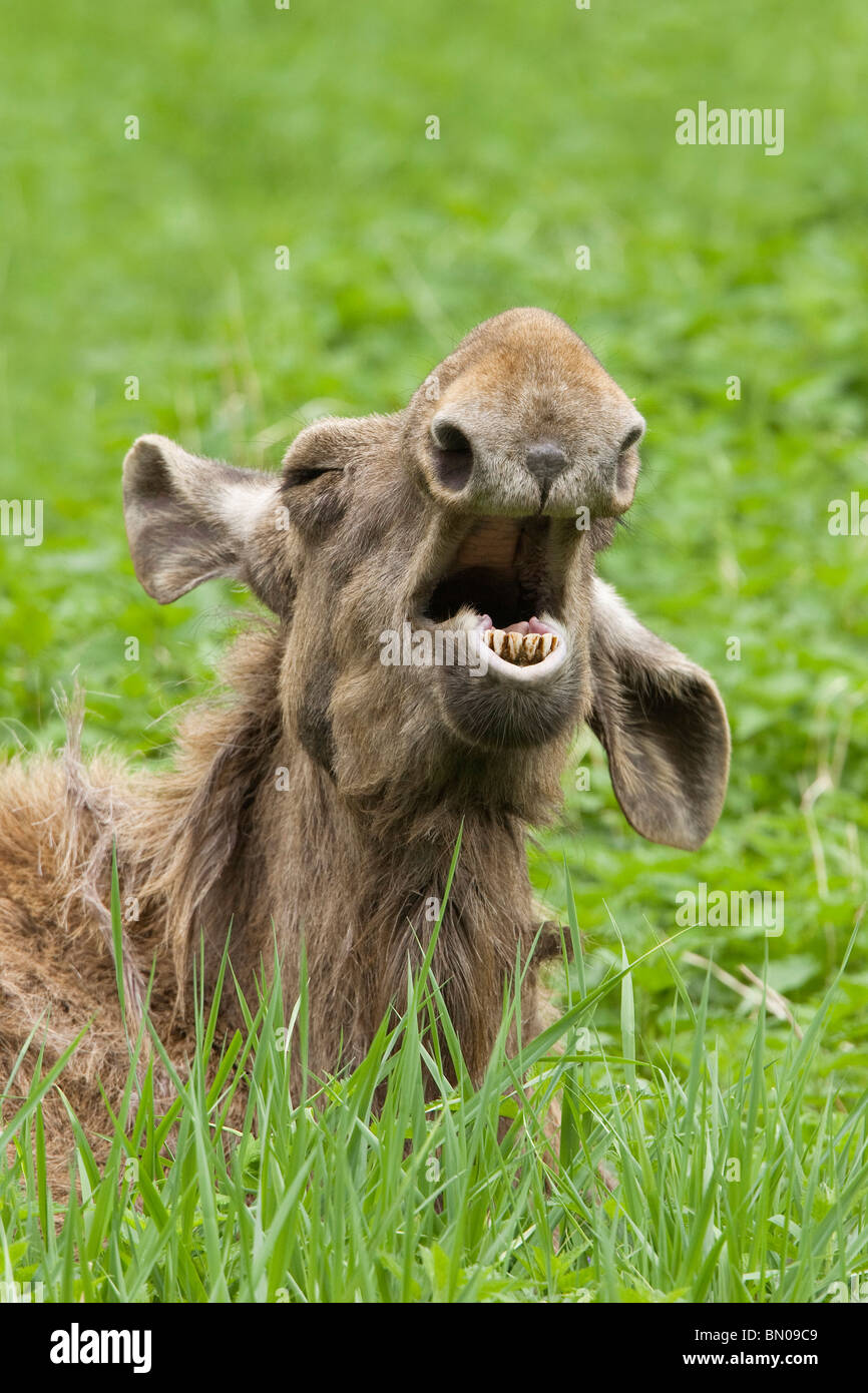 Yawning cow -Fotos und -Bildmaterial in hoher Auflösung – Alamy
