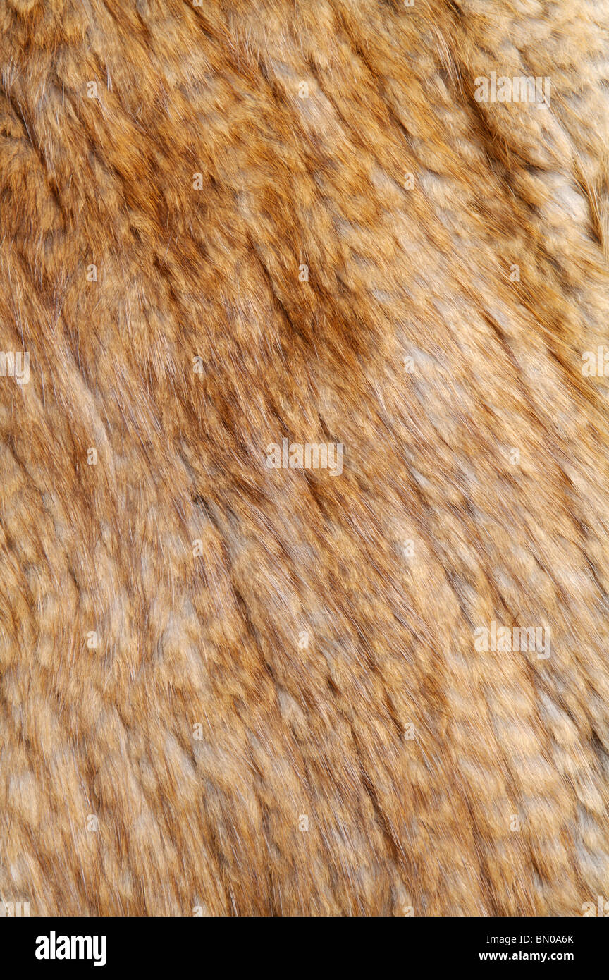 Mit fell gemacht -Fotos und -Bildmaterial in hoher Auflösung – Alamy