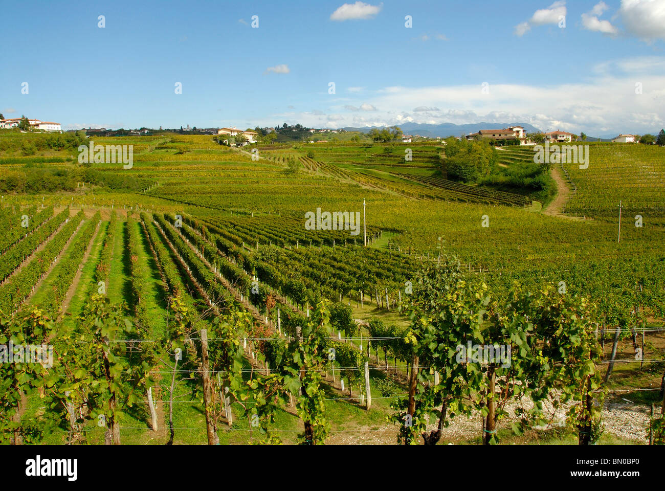 Collio goriziano -Fotos und -Bildmaterial in hoher Auflösung – Alamy