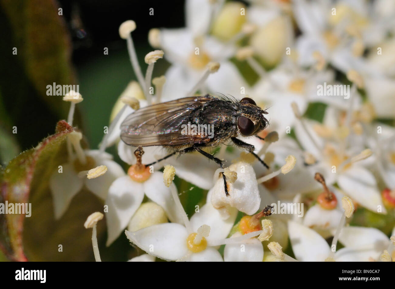 Stubenfliege oder gewöhnliche fliege musca sp -Fotos und -Bildmaterial ...