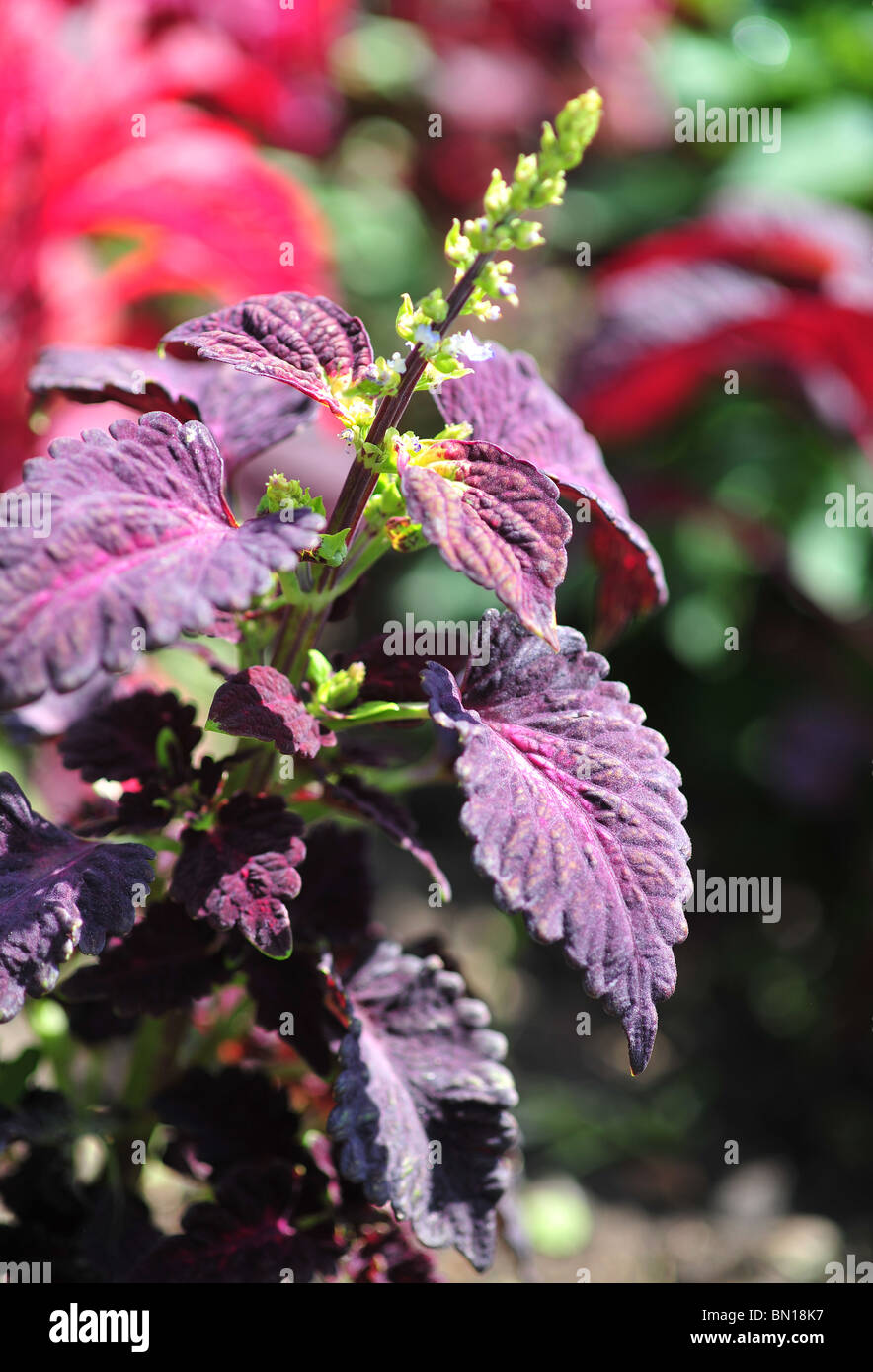 Coleus blume blau -Fotos und -Bildmaterial in hoher Auflösung – Alamy