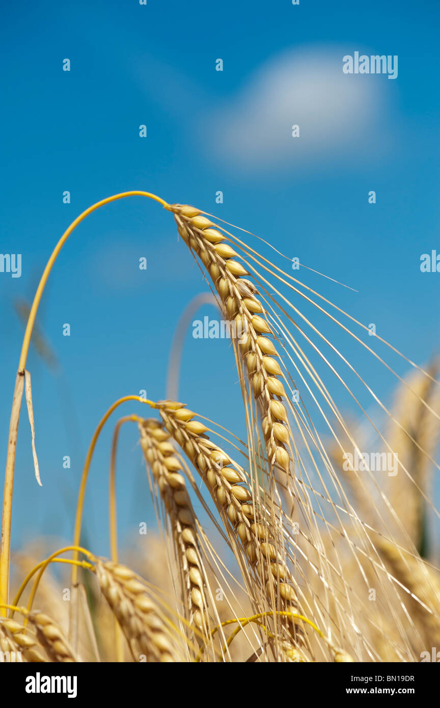 Gerste Getreide Reifung in einem Felder vor einem blauen Himmel ...