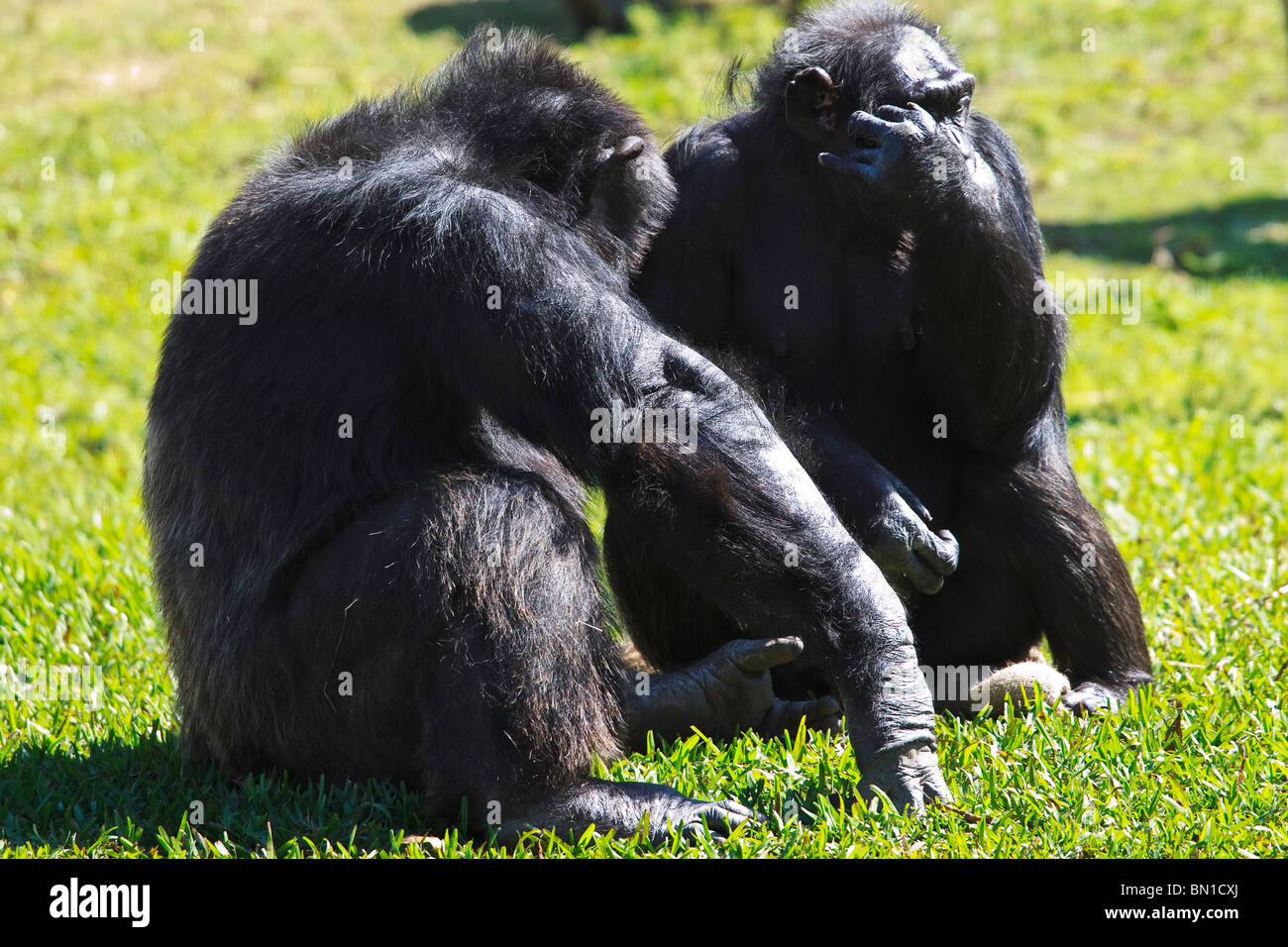 Miami metro zoo -Fotos und -Bildmaterial in hoher Auflösung – Alamy
