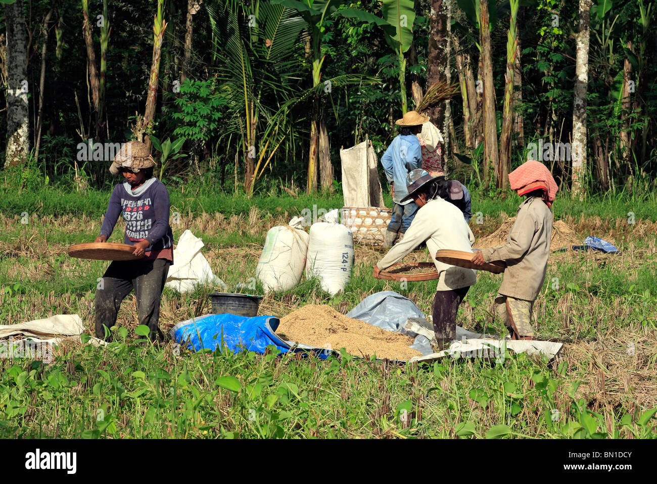 Rice harvest bali -Fotos und -Bildmaterial in hoher Auflösung – Alamy