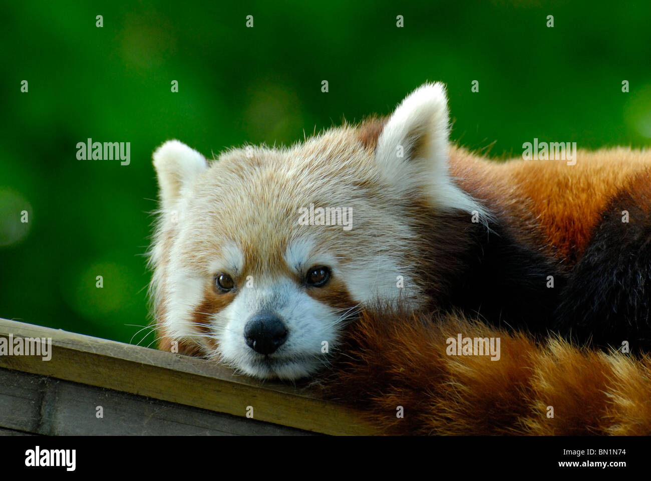 Panda Minore Stockfotos und -bilder Kaufen - Alamy