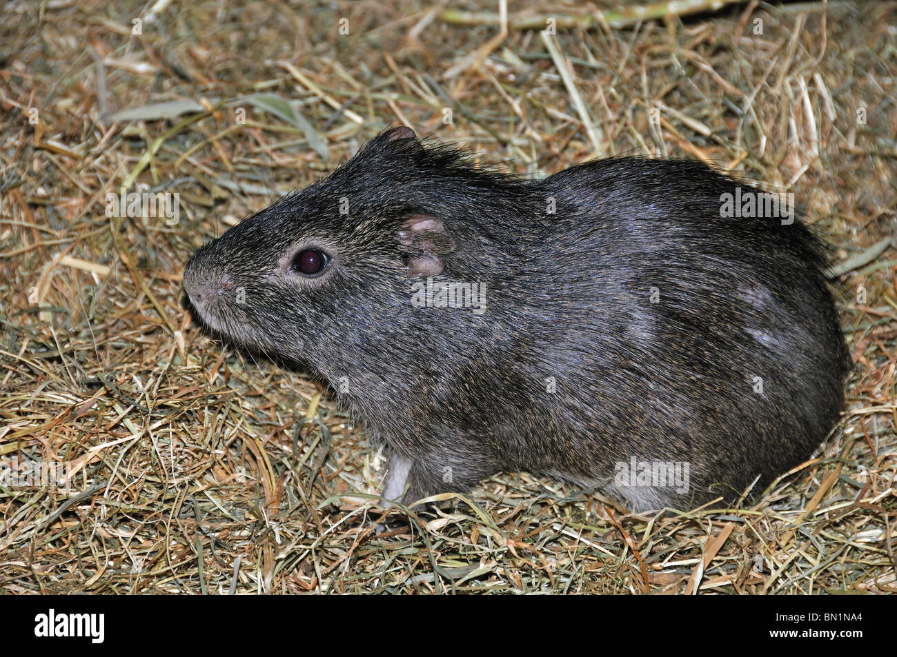 Guinea pig cavia aperea -Fotos und -Bildmaterial in hoher Auflösung – Alamy