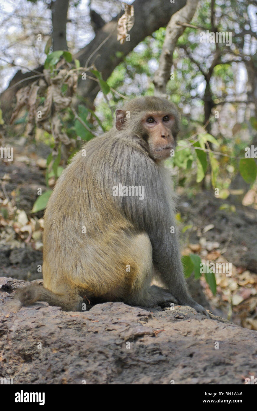 Rhesus affe -Fotos und -Bildmaterial in hoher Auflösung – Alamy