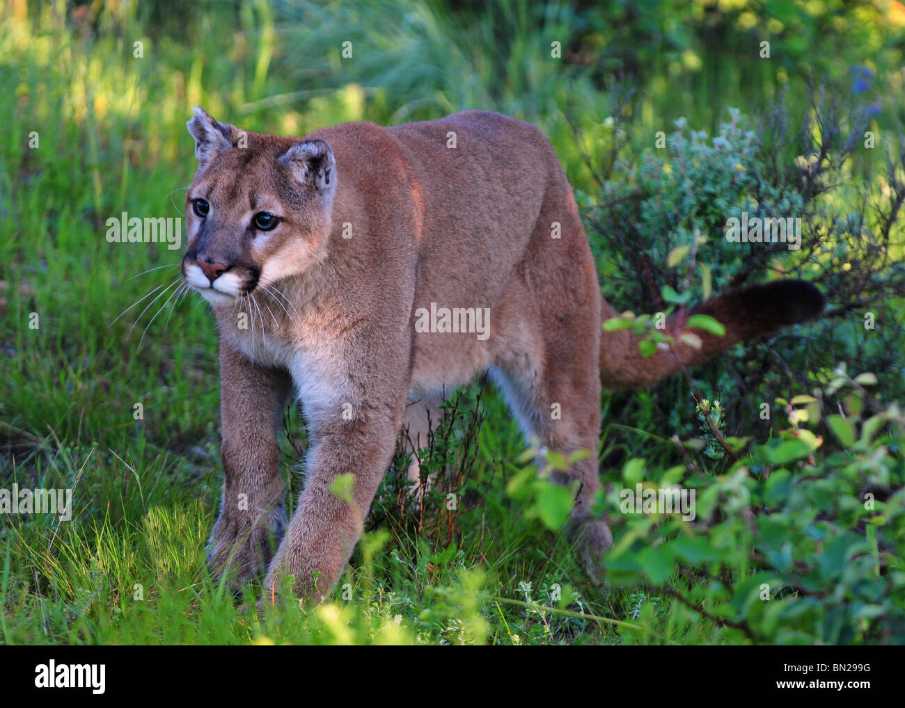 Stalking puma felis concolor -Fotos und -Bildmaterial in hoher ...