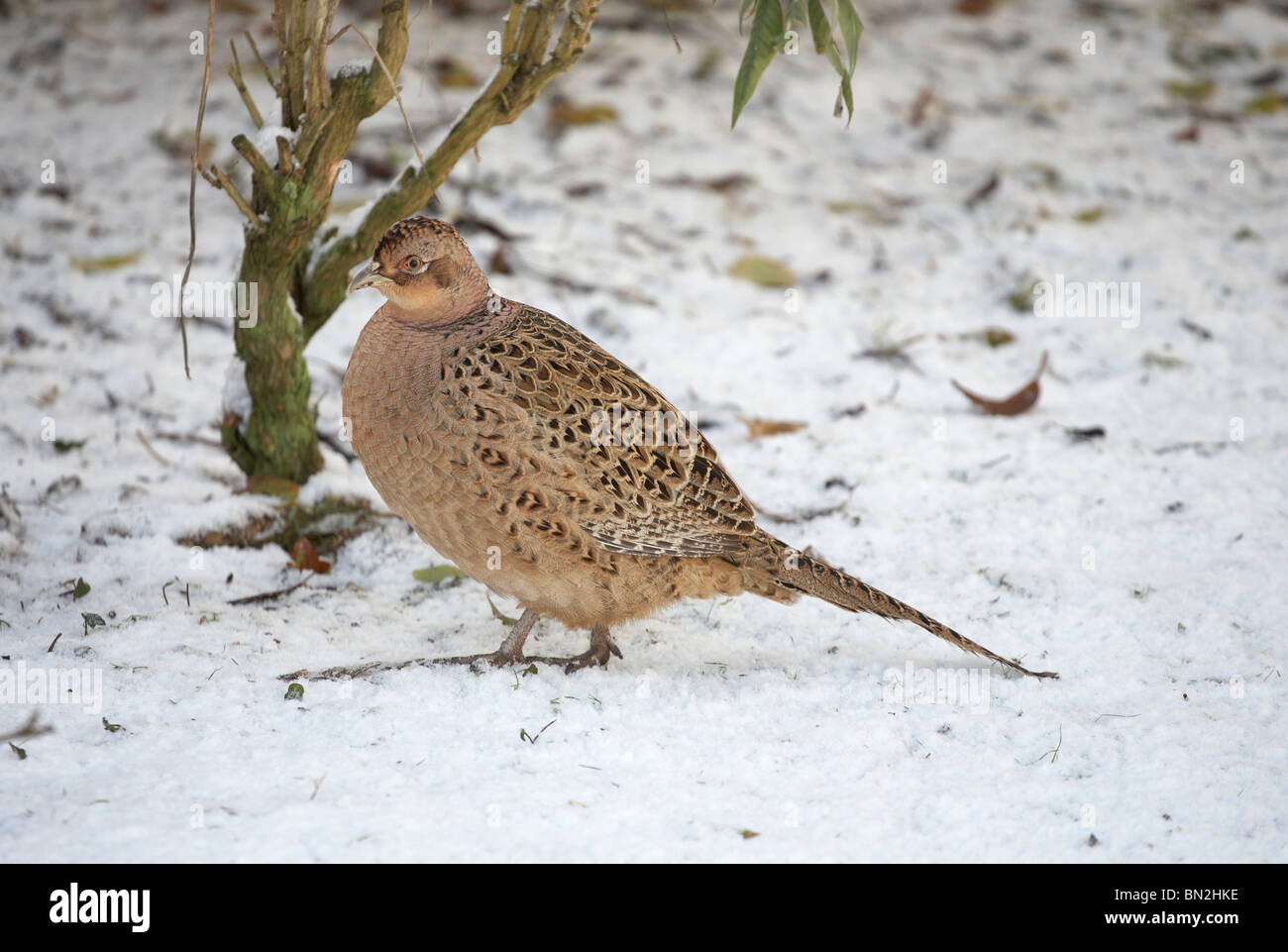 Fasan Im Schnee Stockfotos und -bilder Kaufen - Alamy