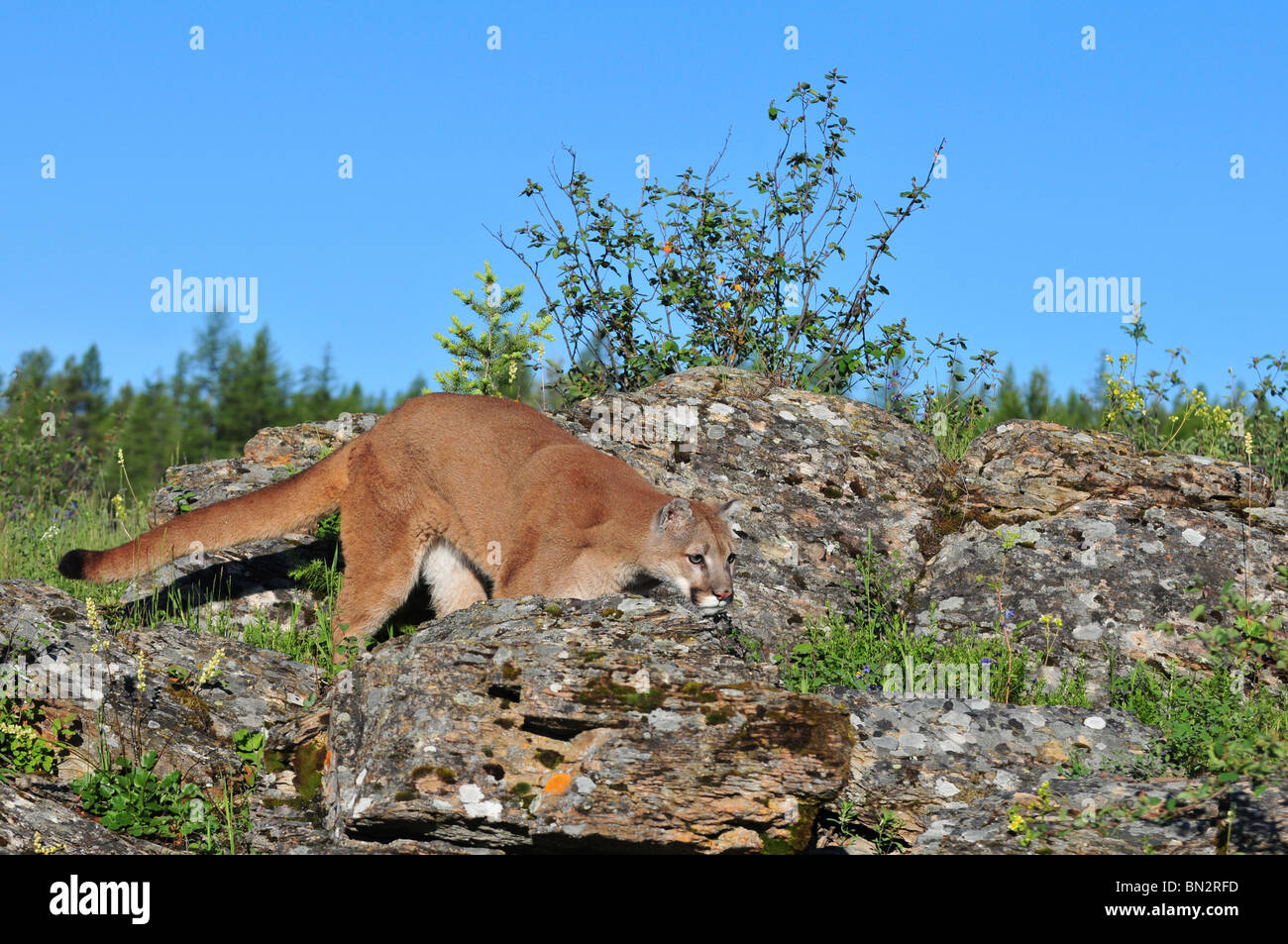 Stalking puma felis concolor -Fotos und -Bildmaterial in hoher ...
