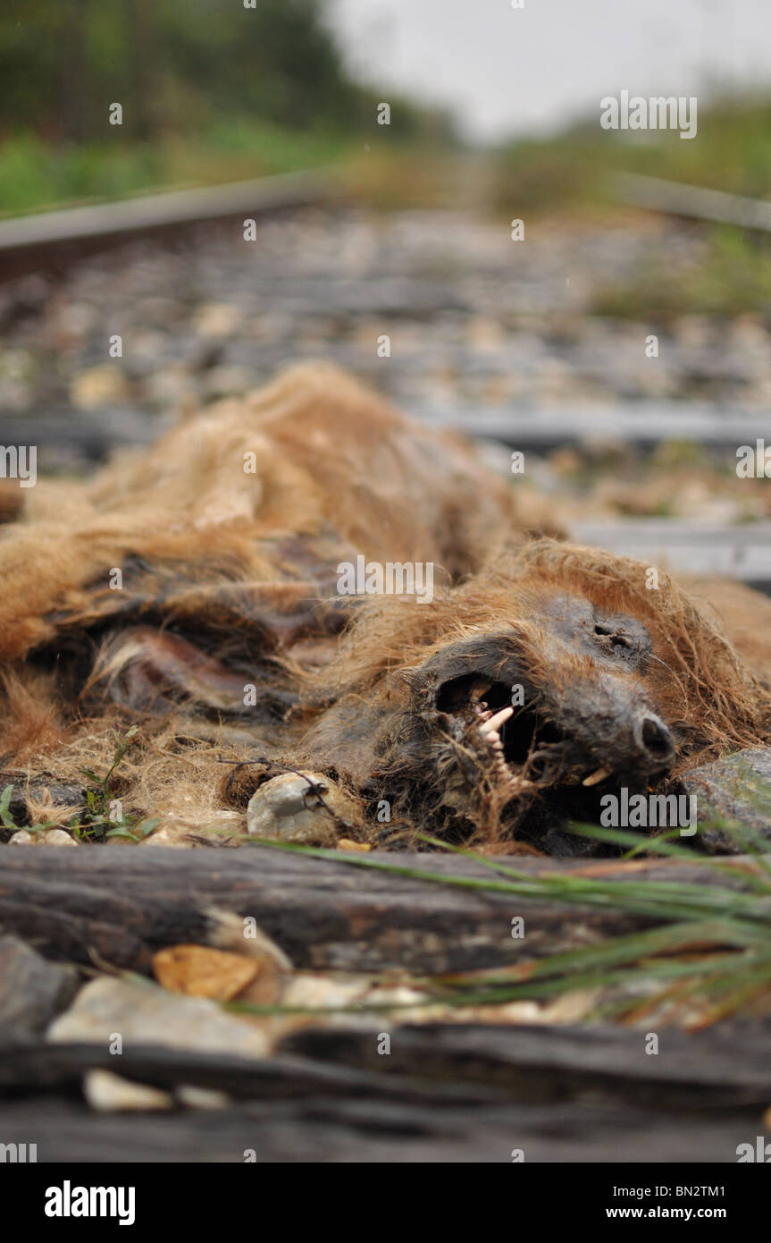 Unfall leiche zug -Fotos und -Bildmaterial in hoher Auflösung – Alamy