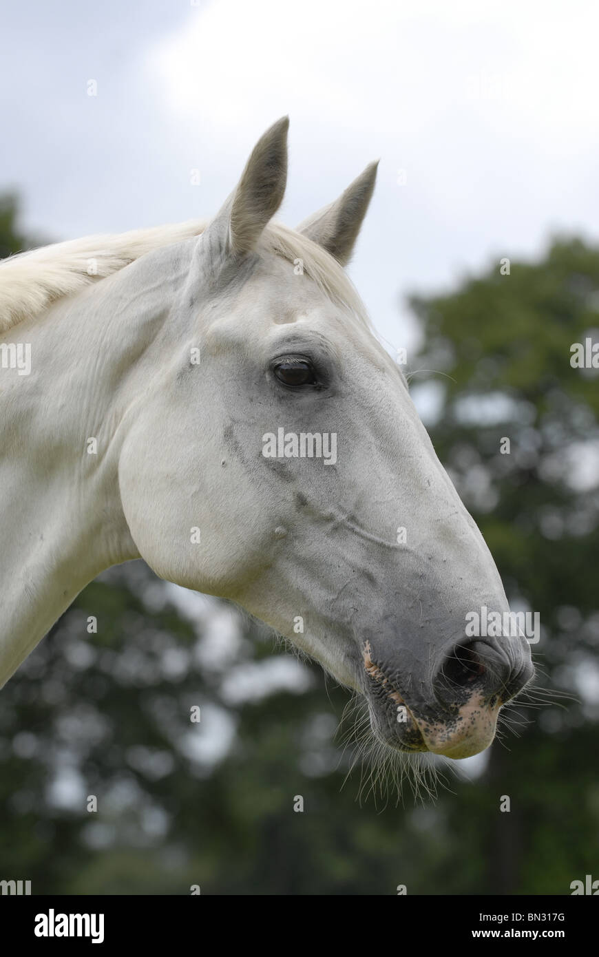 Orlov trotter horse -Fotos und -Bildmaterial in hoher Auflösung – Alamy