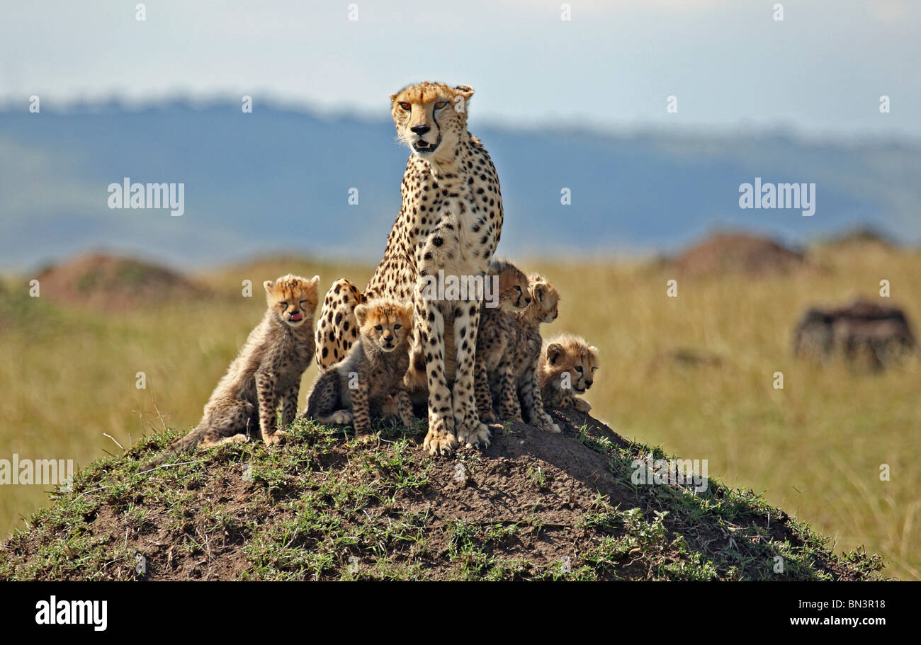 Gepard mit jungtier -Fotos und -Bildmaterial in hoher Auflösung – Alamy
