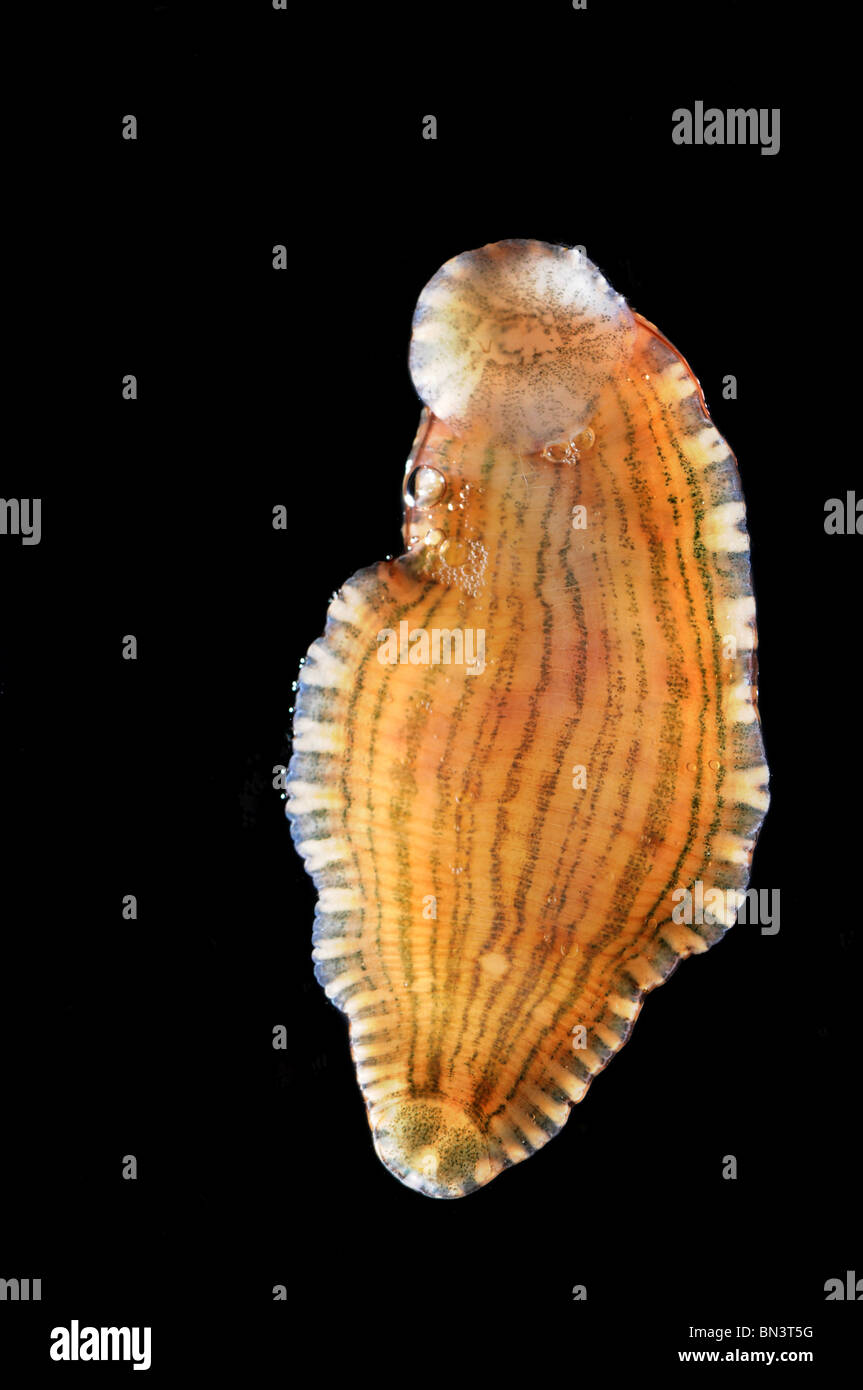 Placobdella Blutegel in der Familie Glossiphoniidae, bekannt als ...