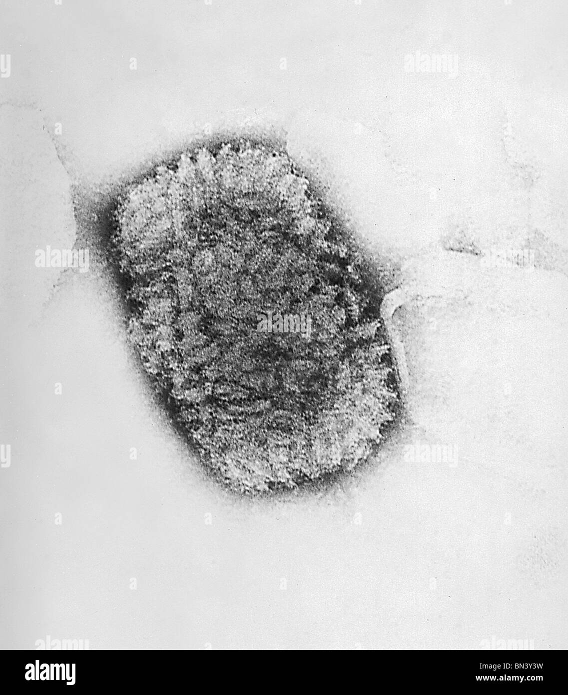 Elektron Schliffbild eines Vaccinia-Virus Stockfotografie - Alamy