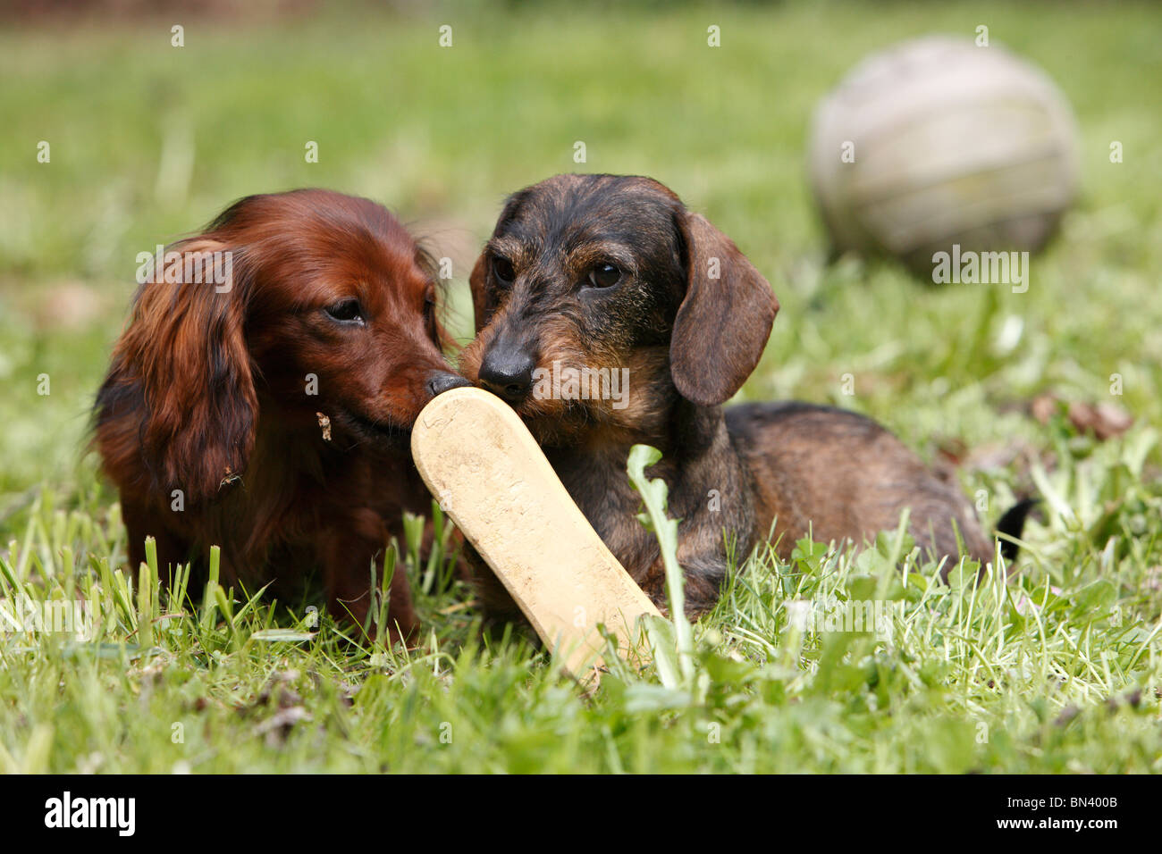 Langhaar Dackel Langhaar Dackel, Haushund (Canis Lupus F. Familiaris ...