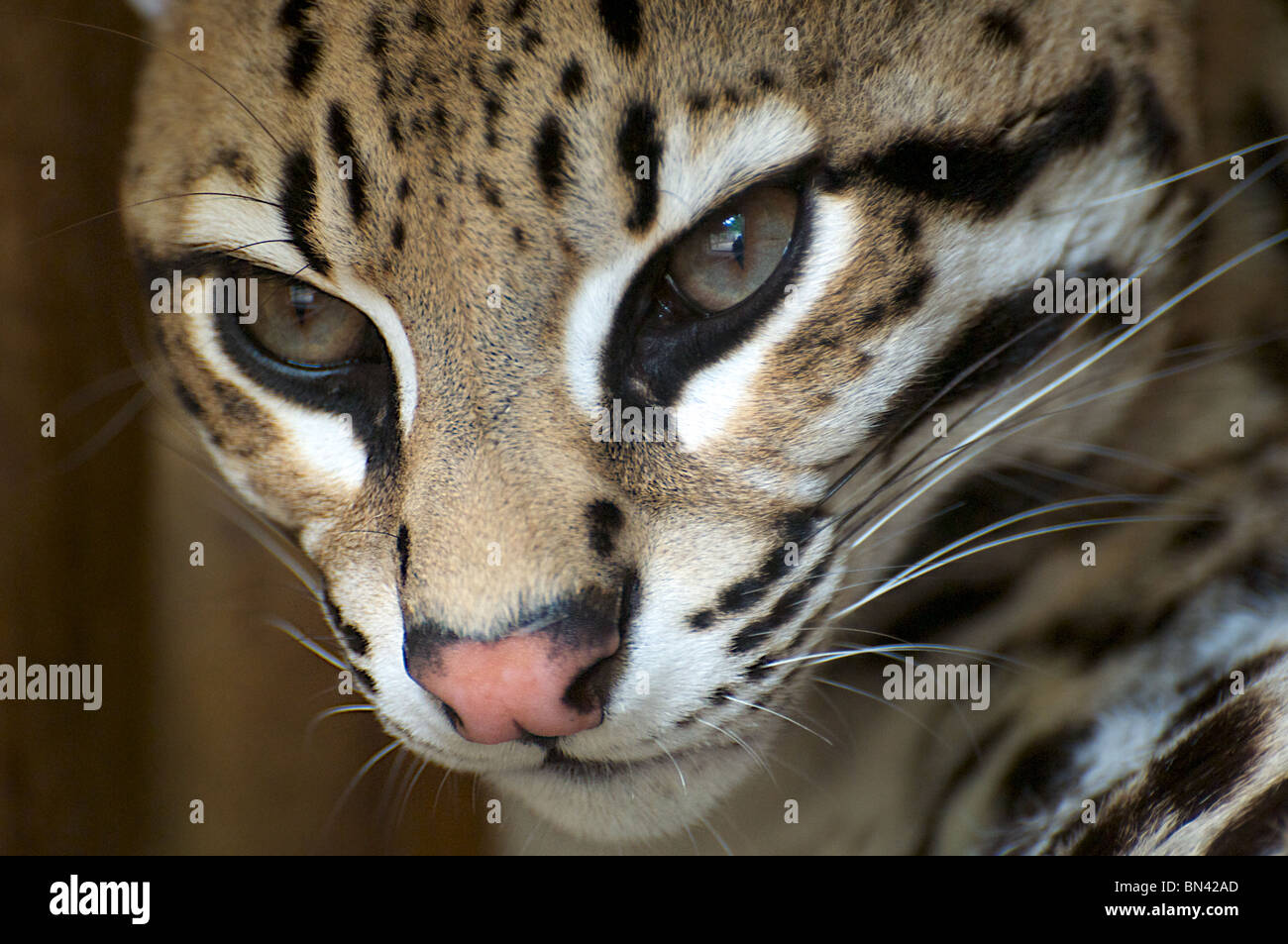 Female ocelot -Fotos und -Bildmaterial in hoher Auflösung – Alamy