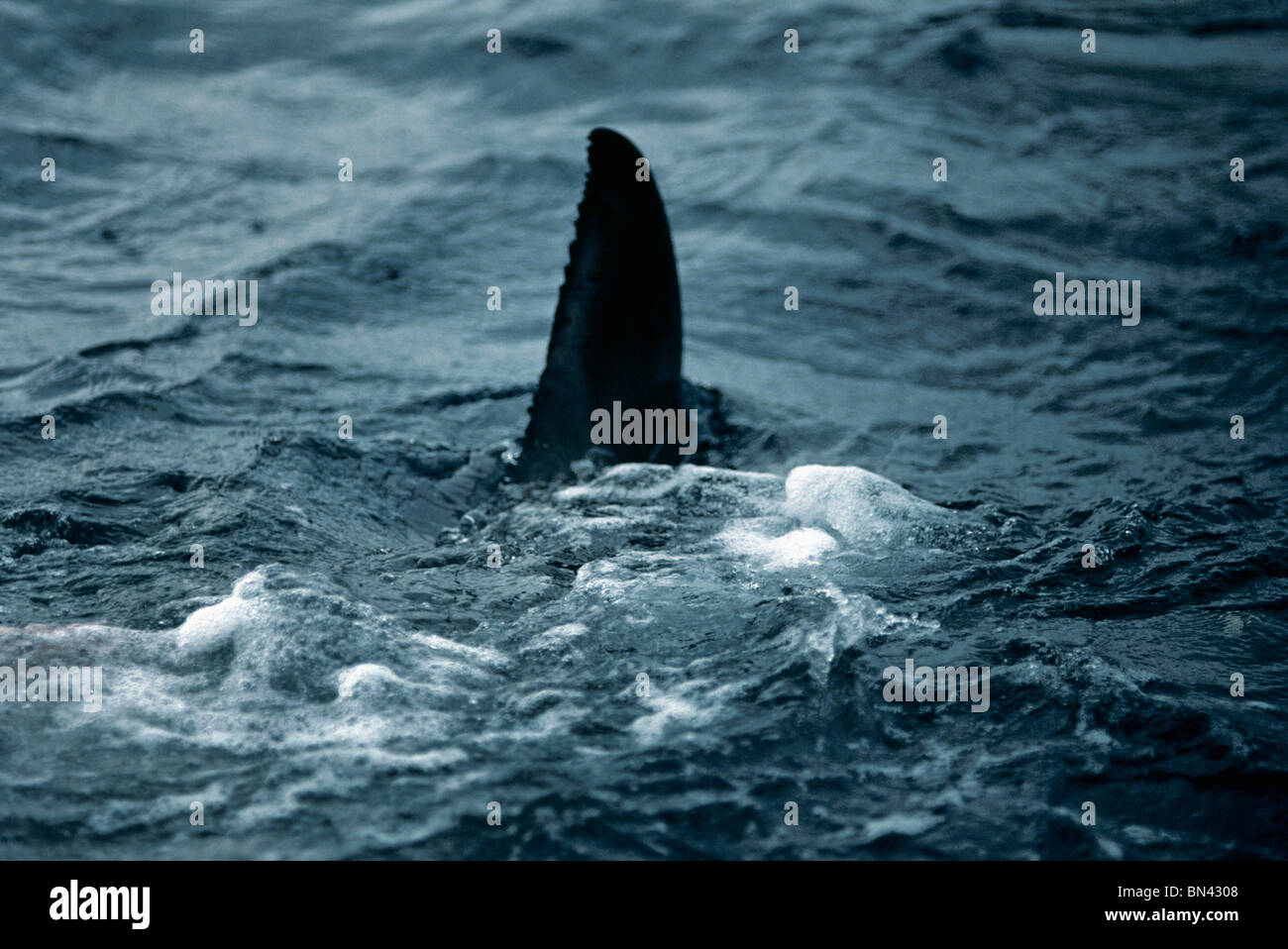Haifisch Rückenflosse Stockfotos und -bilder Kaufen - Alamy
