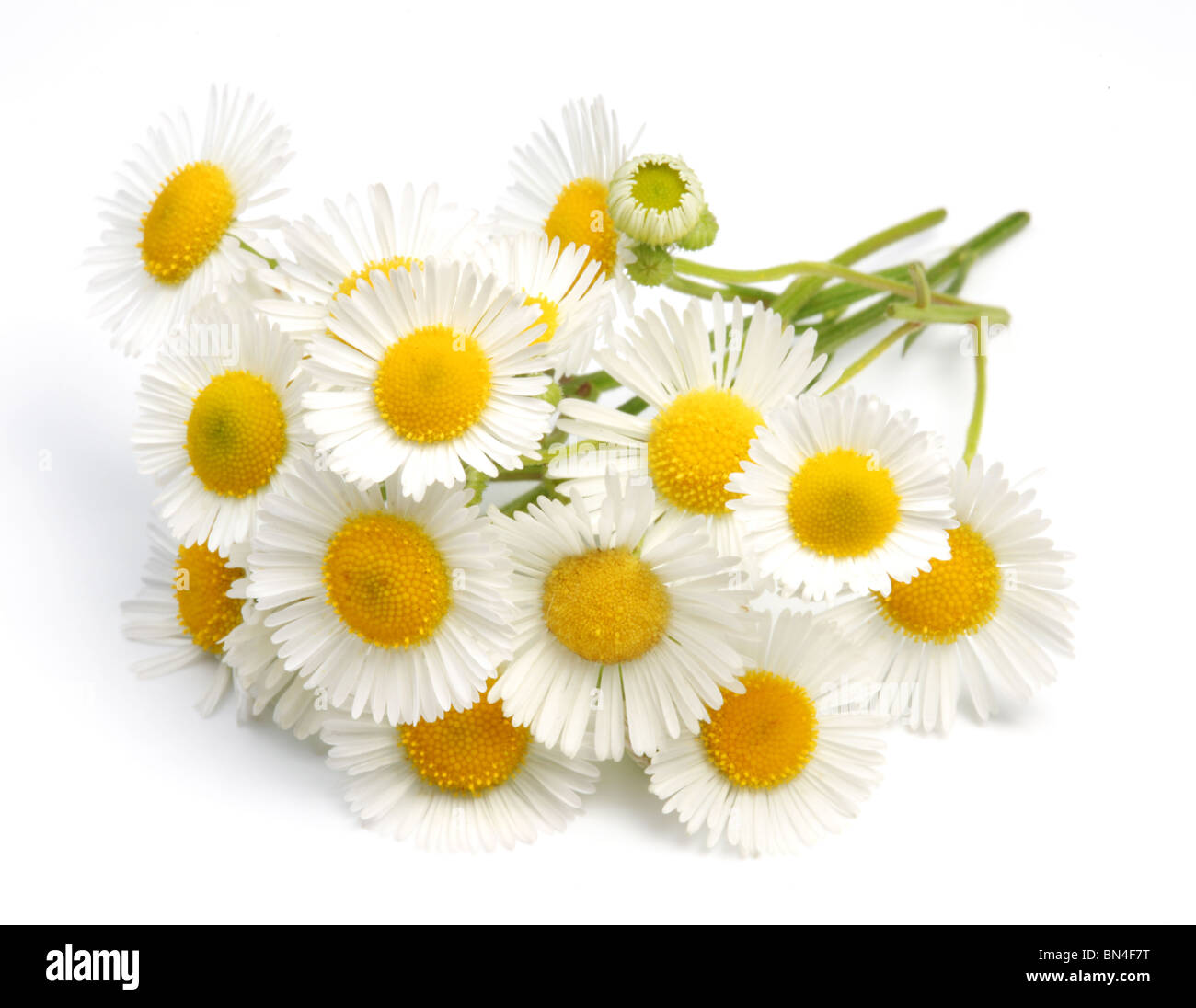 Mit kamille -Fotos und -Bildmaterial in hoher Auflösung – Alamy