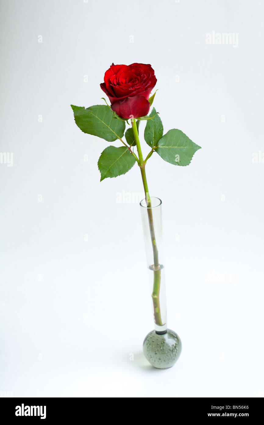 Single rose and vase Stockfotos und -bilder Kaufen - Alamy