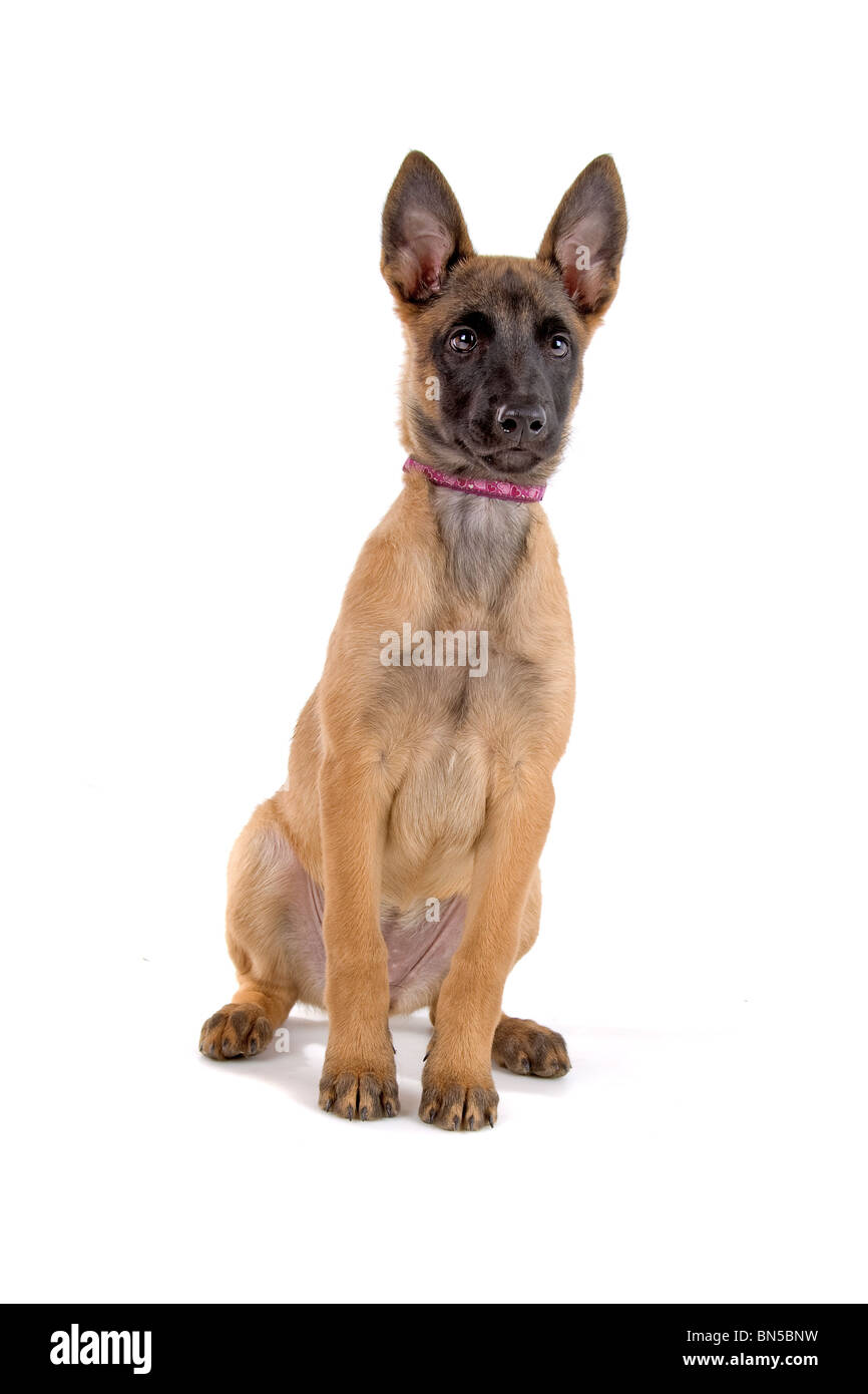 Faszinierend Belgischer Schferhund Weiss Bilder