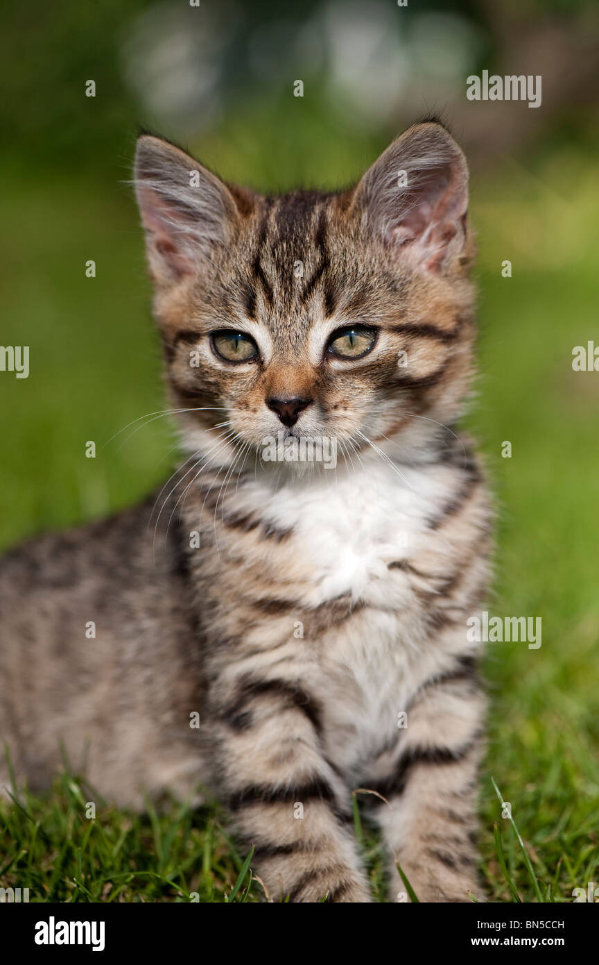 Tabby Katze Stockfotos und -bilder Kaufen - Alamy