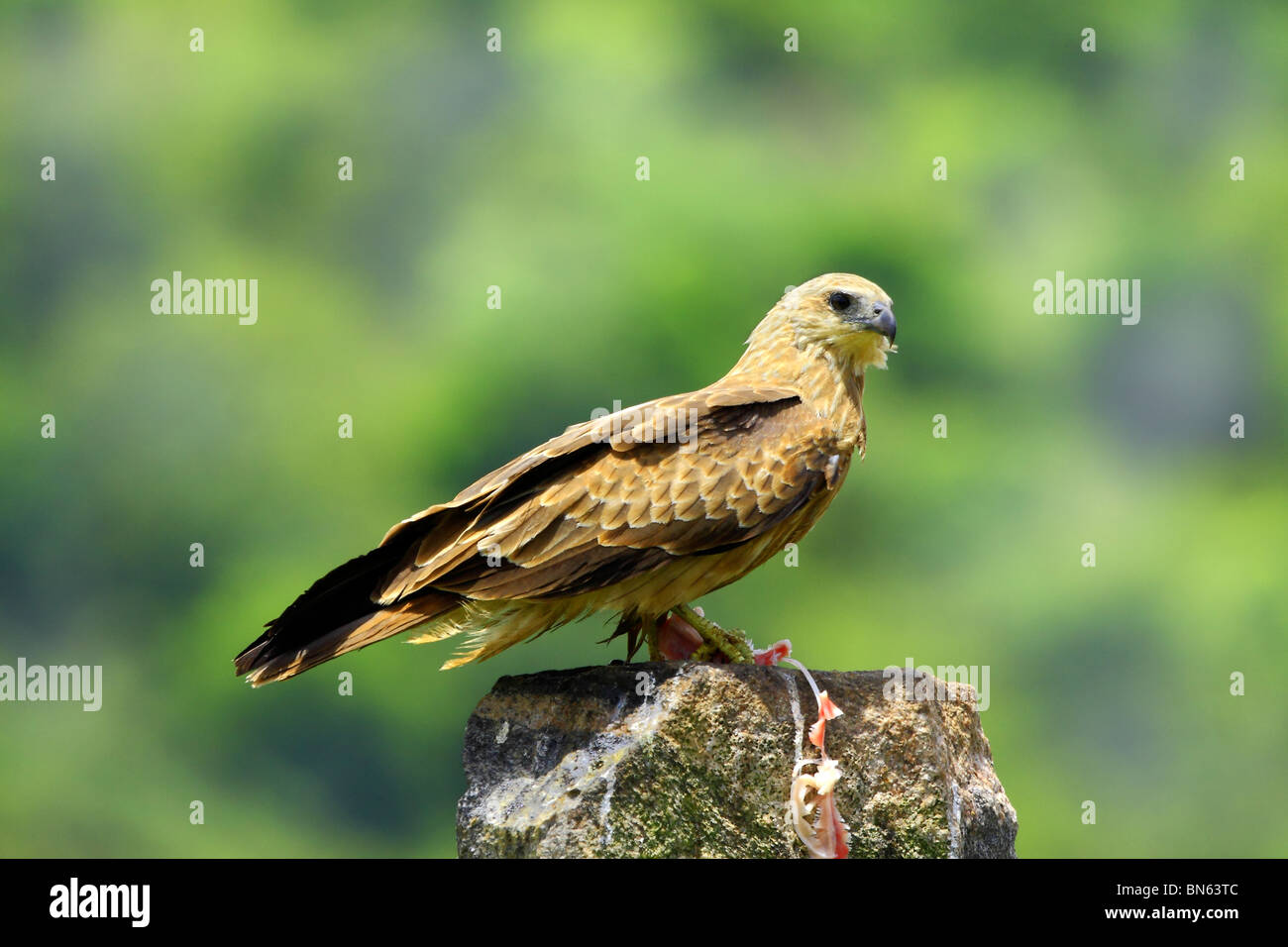 Adler sitzend bilder -Fotos und -Bildmaterial in hoher Auflösung – Alamy
