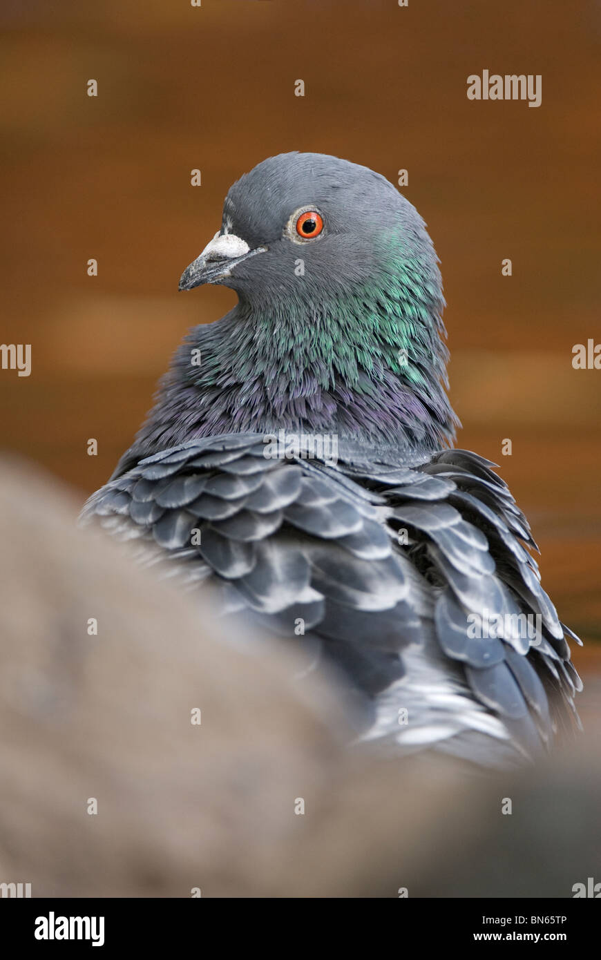 Wilde taube -Fotos und -Bildmaterial in hoher Auflösung – Alamy