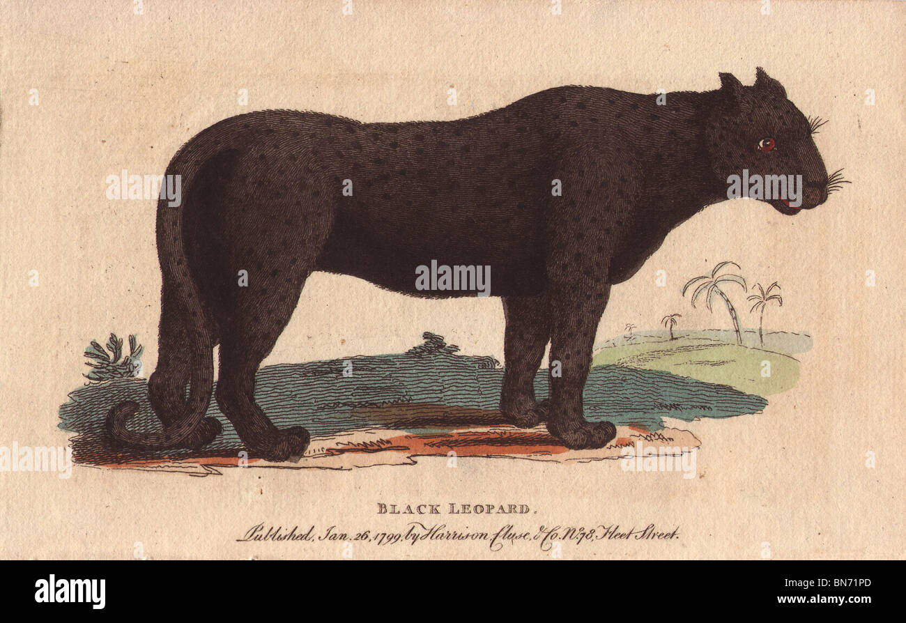 Schwarzer Leopard oder schwarzer Jaguar Panthera Pardus oder Panthera ...