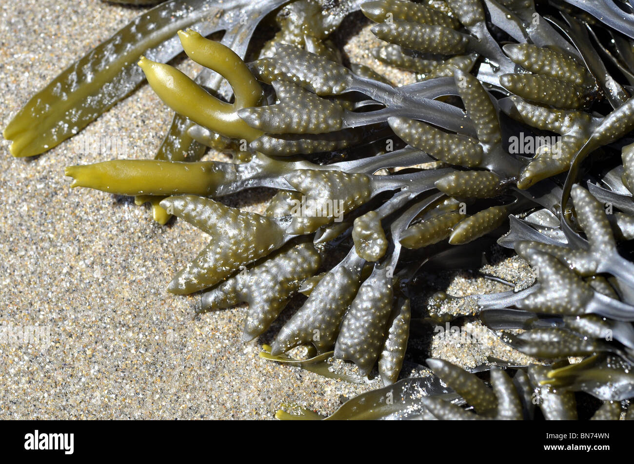 Seetang algen -Fotos und -Bildmaterial in hoher Auflösung – Alamy