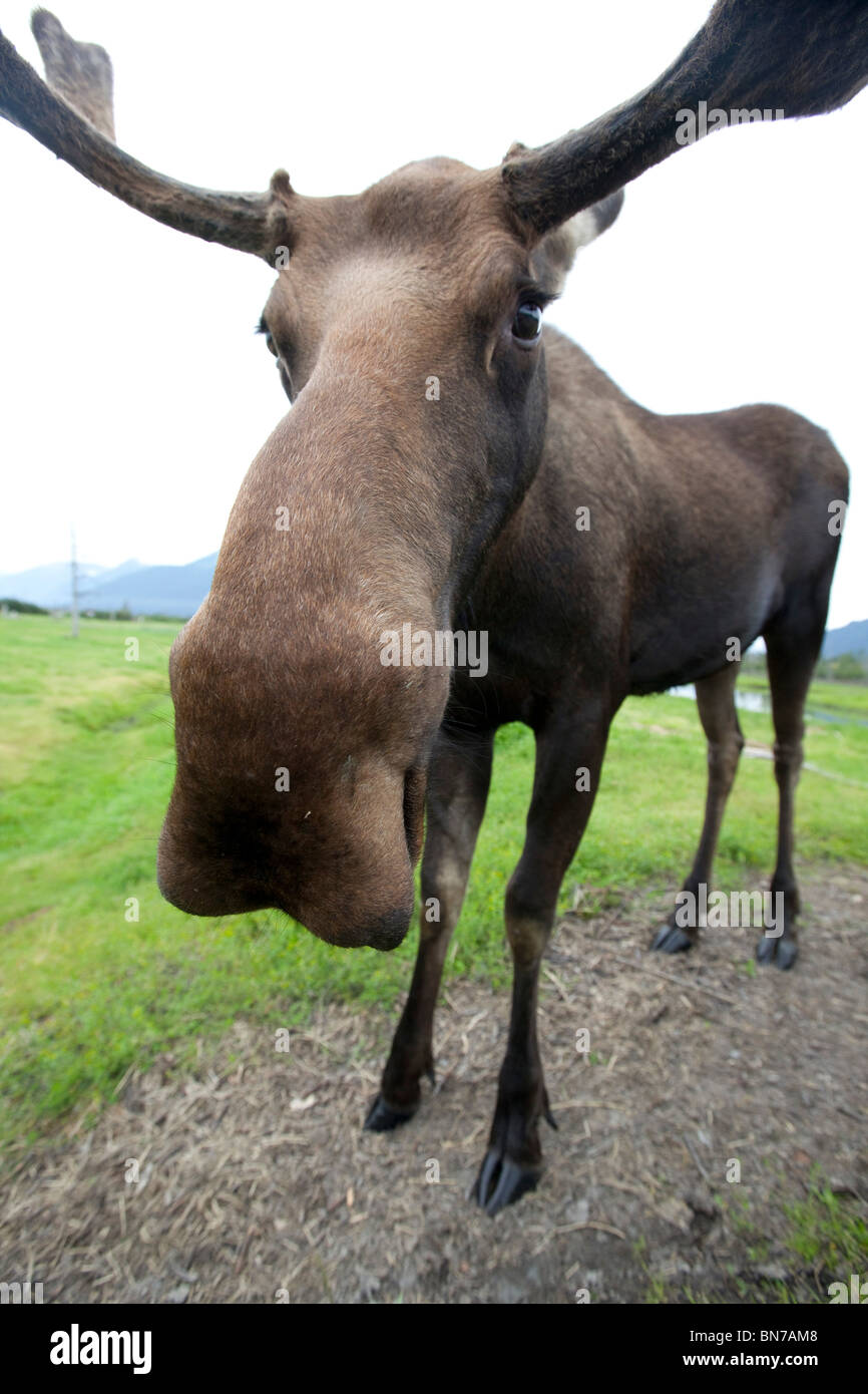 Lustige elche -Fotos und -Bildmaterial in hoher Auflösung – Alamy