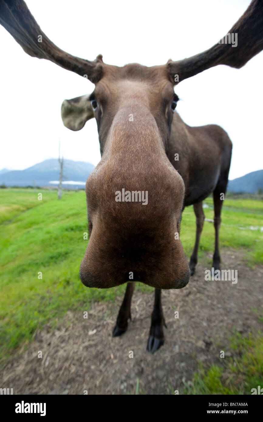 Lustige elche -Fotos und -Bildmaterial in hoher Auflösung – Alamy