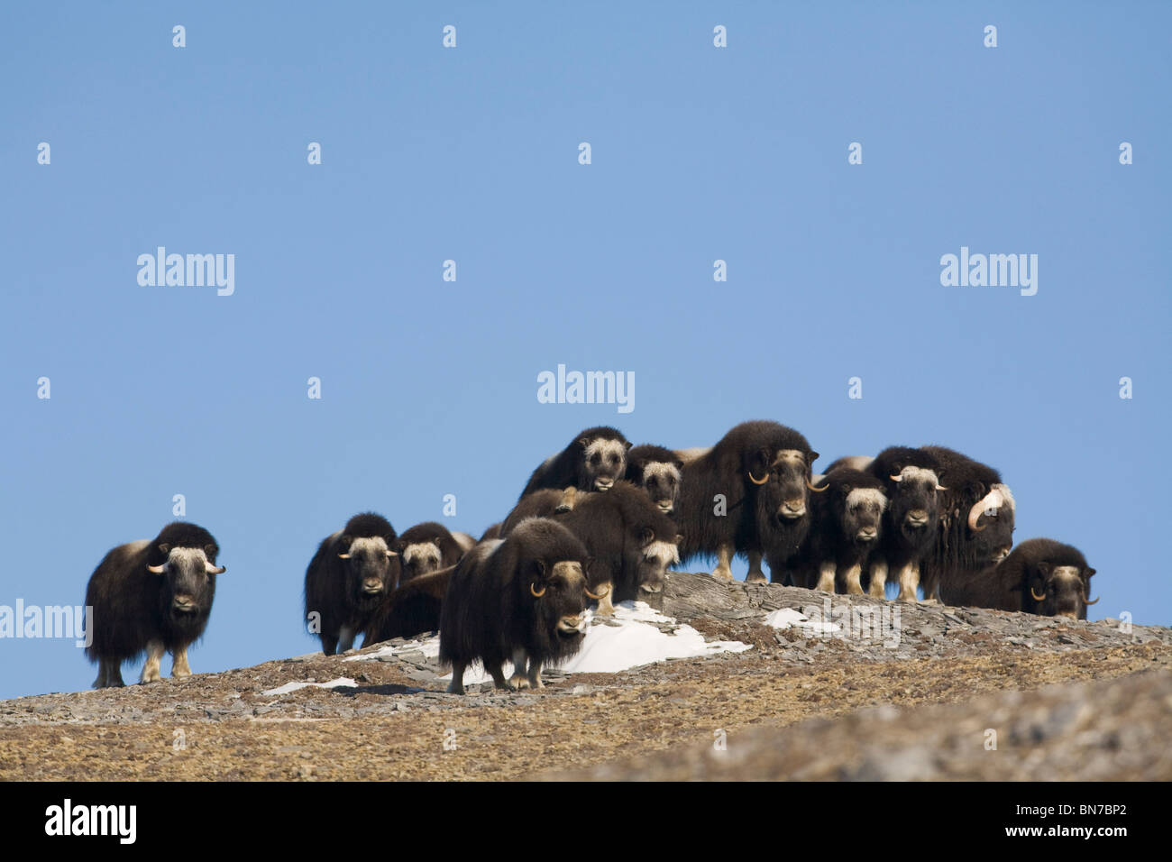 Herde von moschusochsen -Fotos und -Bildmaterial in hoher Auflösung – Alamy
