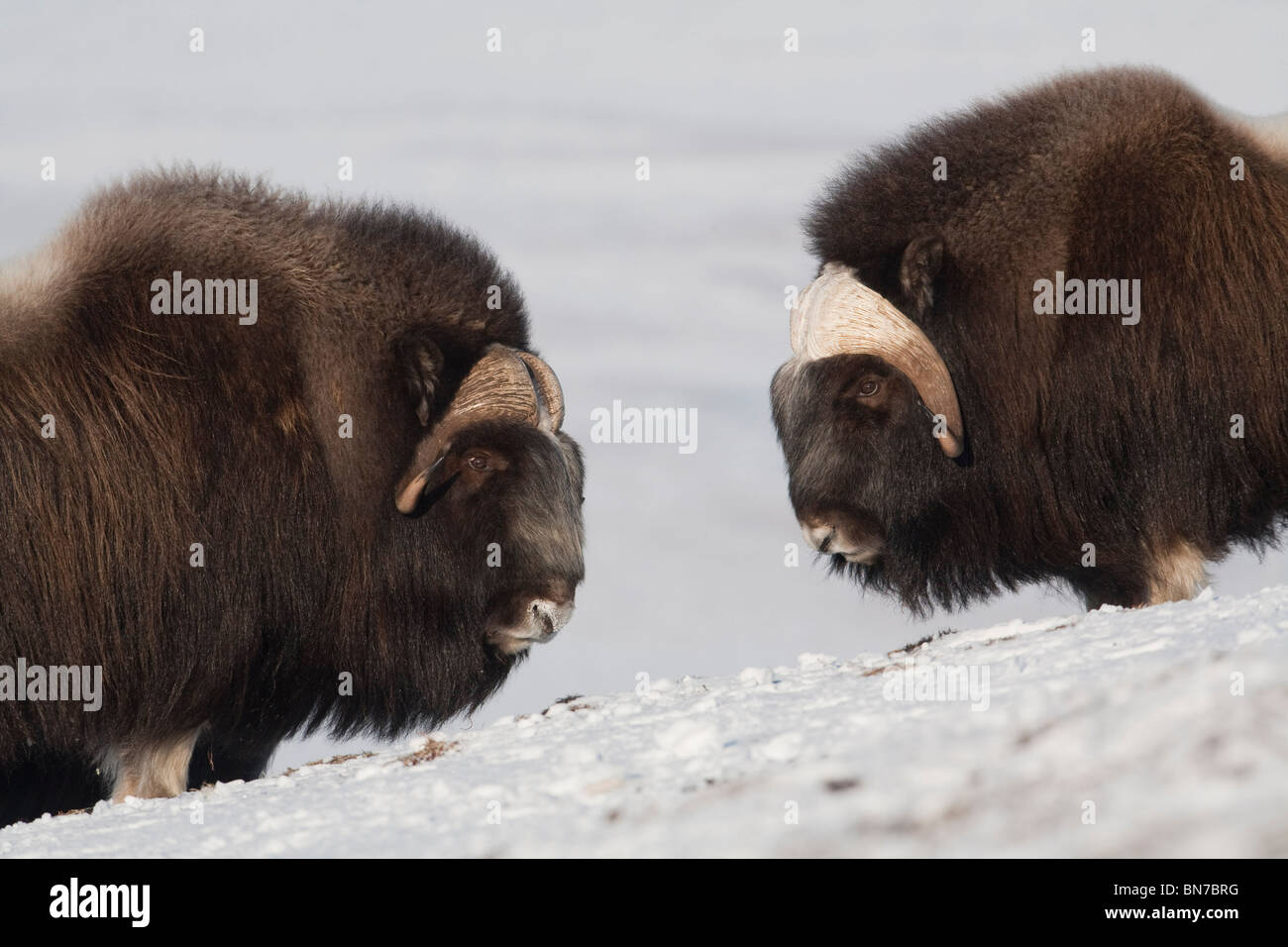 Stier moschusochse nome -Fotos und -Bildmaterial in hoher Auflösung – Alamy