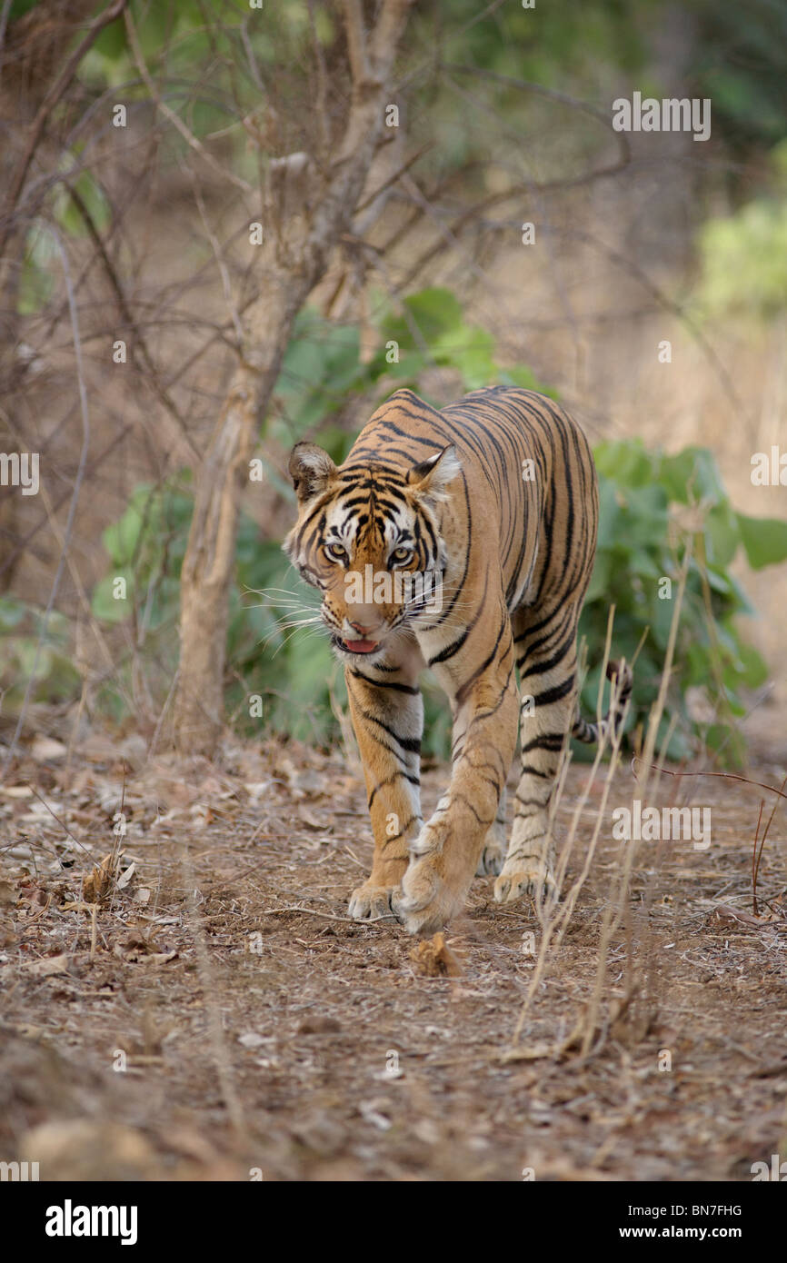 Ein Bengal Tiger unterwegs in ein Gestrüpp Lebensraum Wald von ...