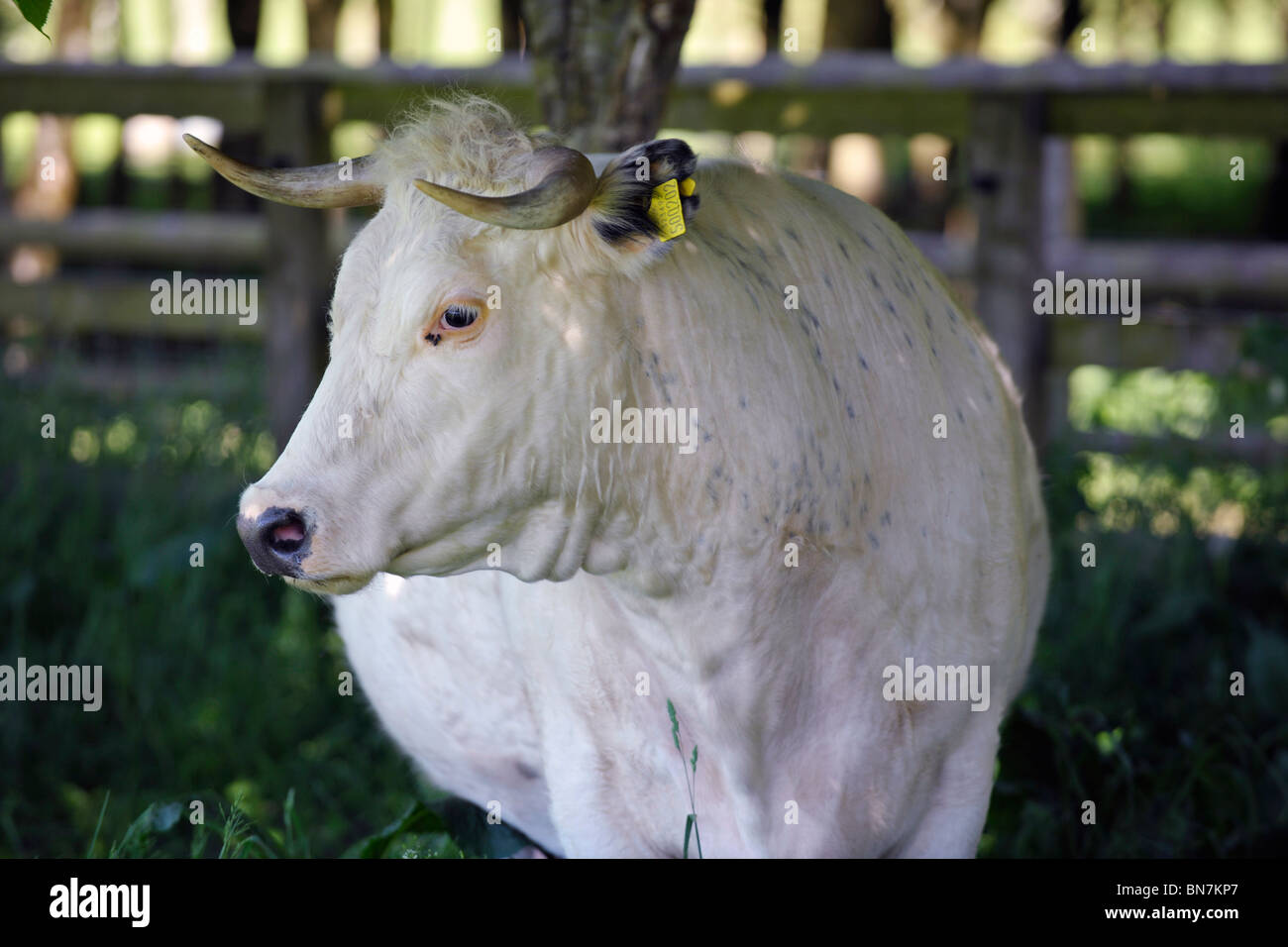 Weisses parkrind -Fotos und -Bildmaterial in hoher Auflösung – Alamy