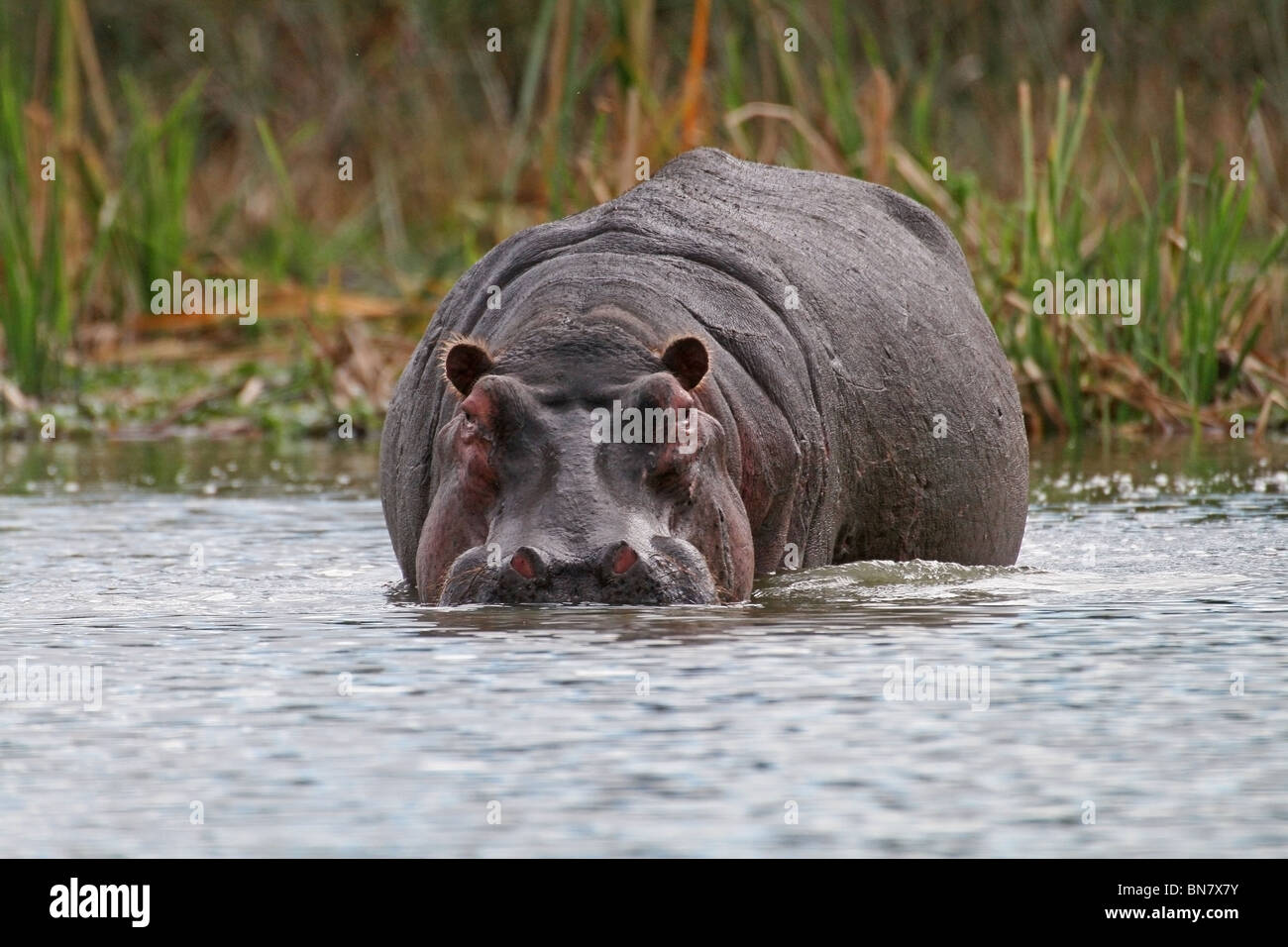 Bild nilpferd -Fotos und -Bildmaterial in hoher Auflösung – Alamy