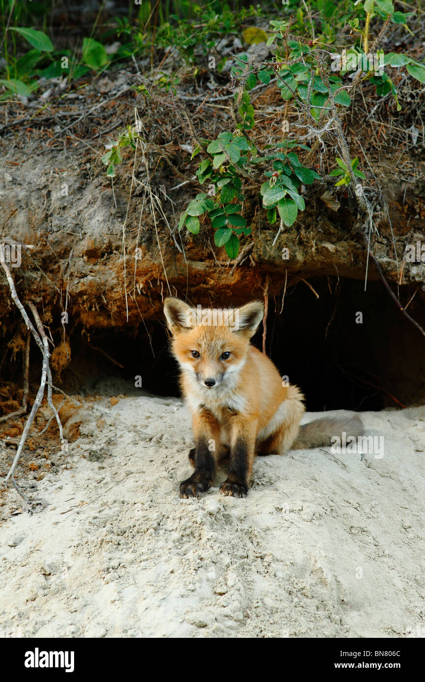 Rotfuchs (Vulpes Vulpes) kleine Kit sitzt an der Höhle Stockfotografie ...