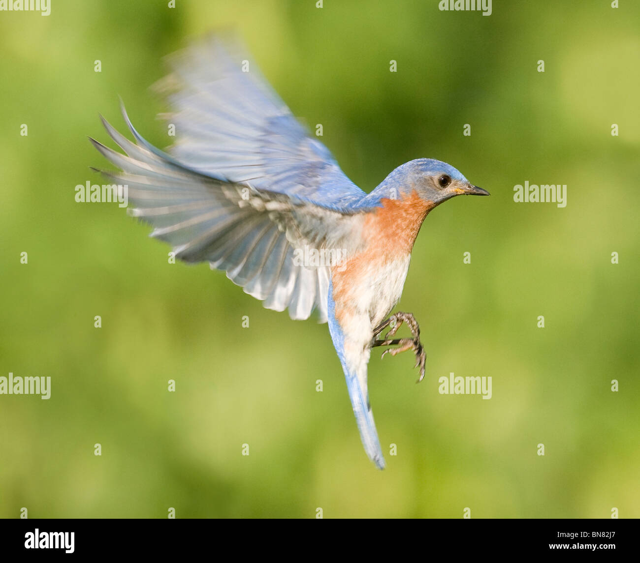 Ostdrossel im flug -Fotos und -Bildmaterial in hoher Auflösung – Alamy