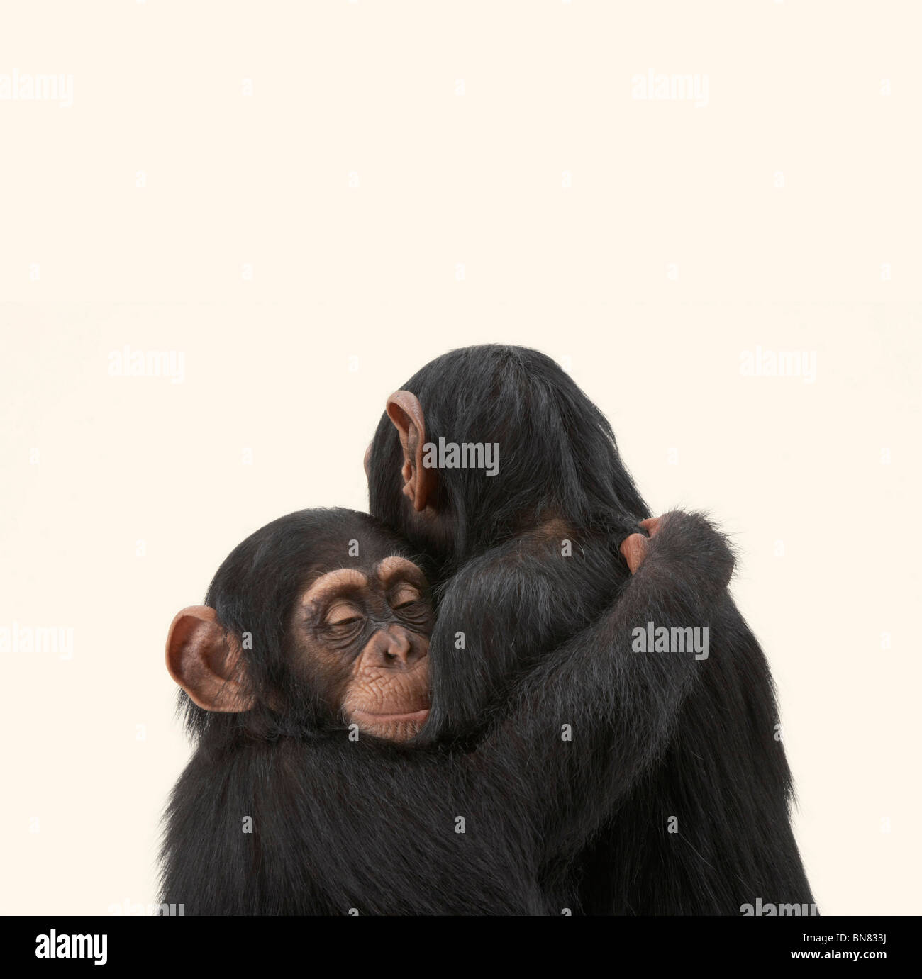 Raum schimpansen -Fotos und -Bildmaterial in hoher Auflösung – Alamy