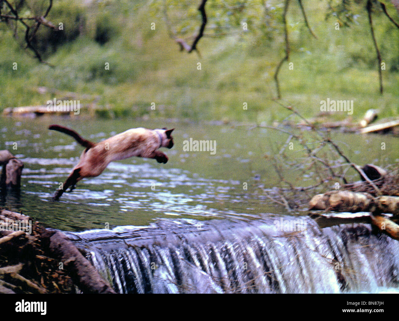 Incredible journey 1963 fletcher markle -Fotos und -Bildmaterial in ...